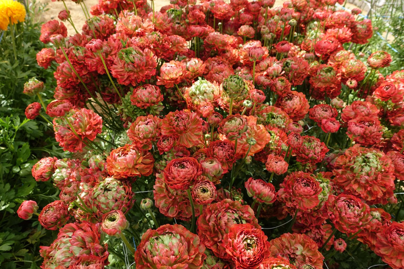 Ranunculus Romance™ Crown Bastille® - Green Works - Specialist in ...