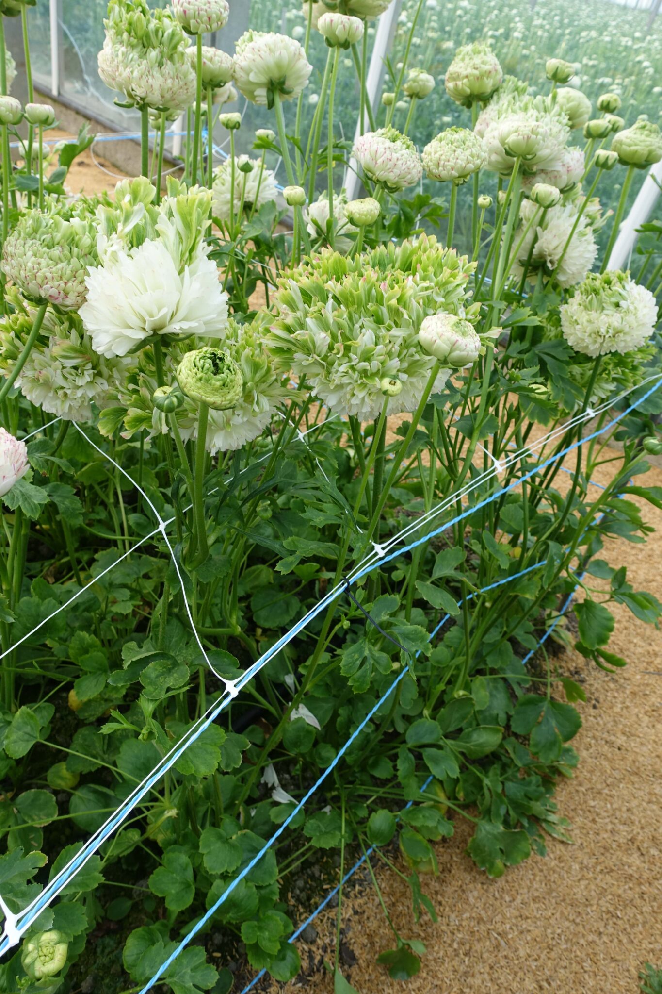 Ranunculus Romance™ Crown Giverny® - Green Works - Specialist in Ranunculus