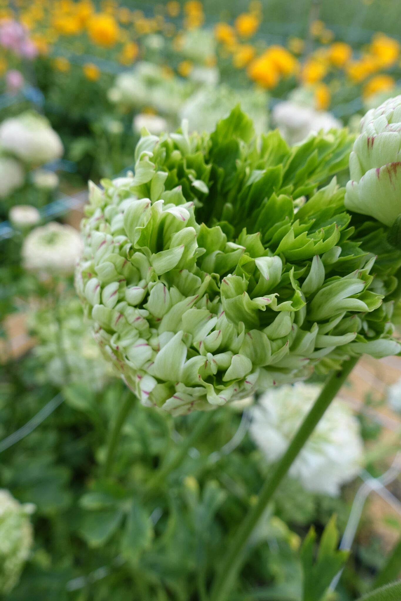 Ranunculus Romance™ Crown Giverny® - Green Works - Specialist in Ranunculus