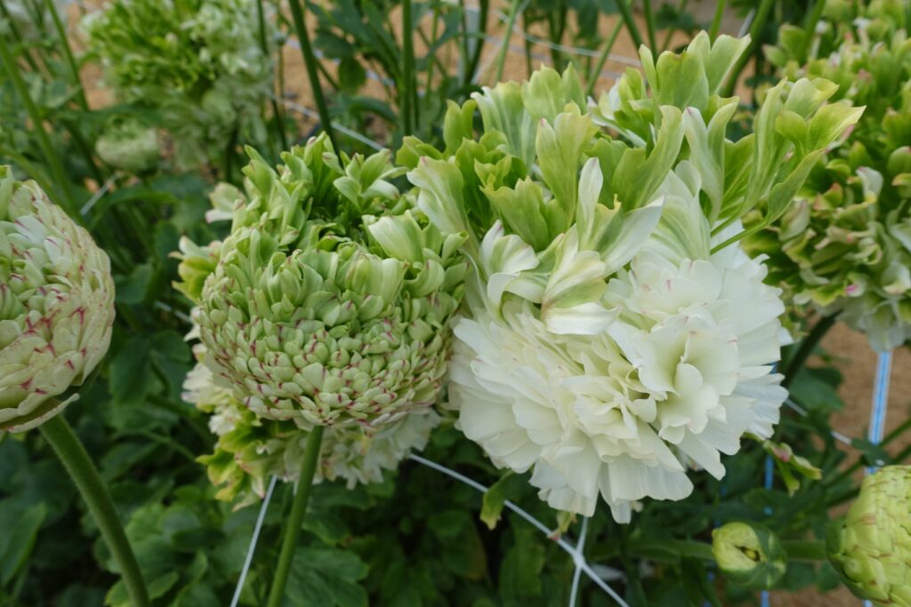 Ranunculus Romance™ Crown Giverny® - Green Works - Specialist in Ranunculus