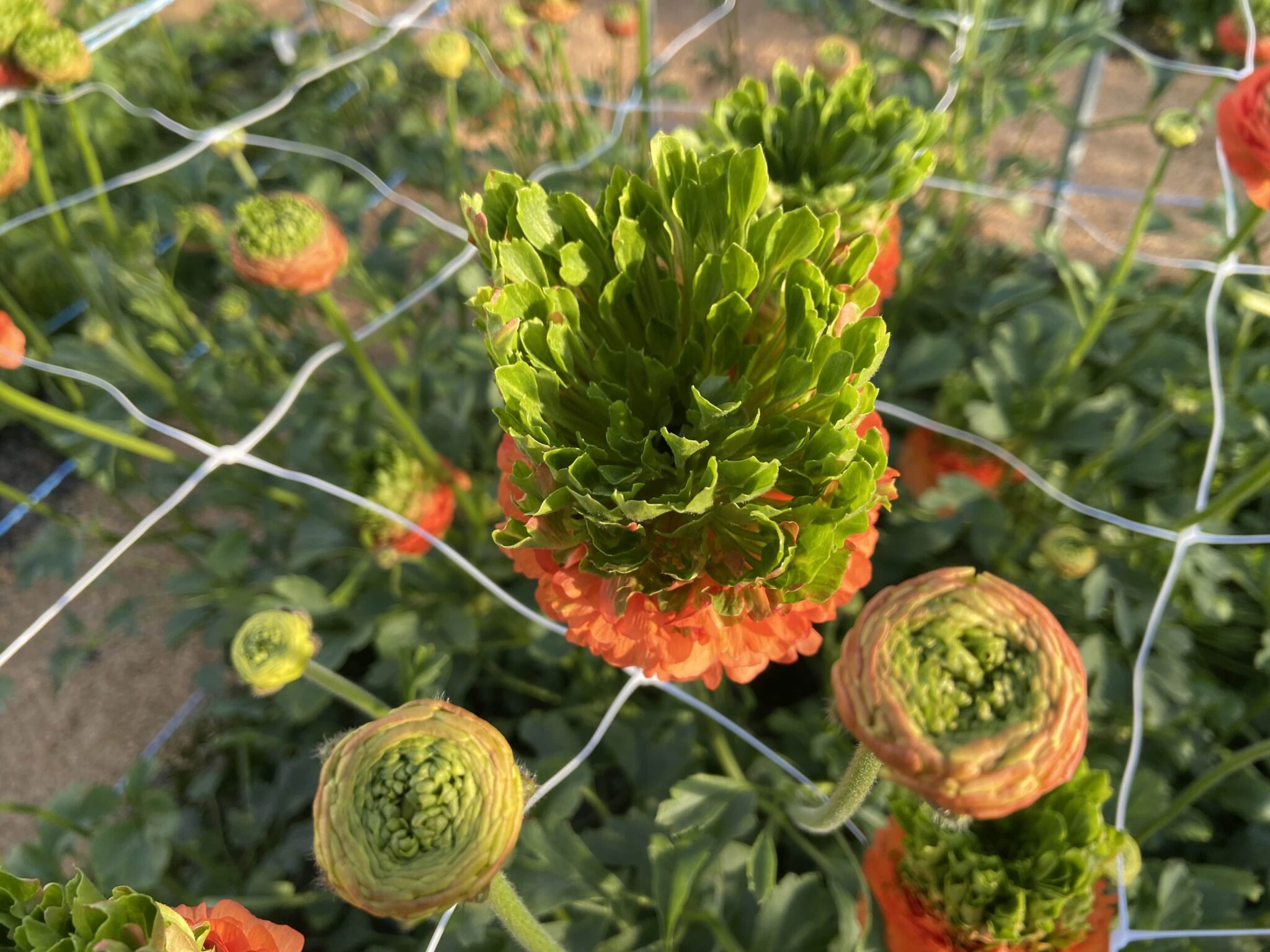 Ranunculus Romance™ Crown Nervion® - Green Works - Specialist in Ranunculus
