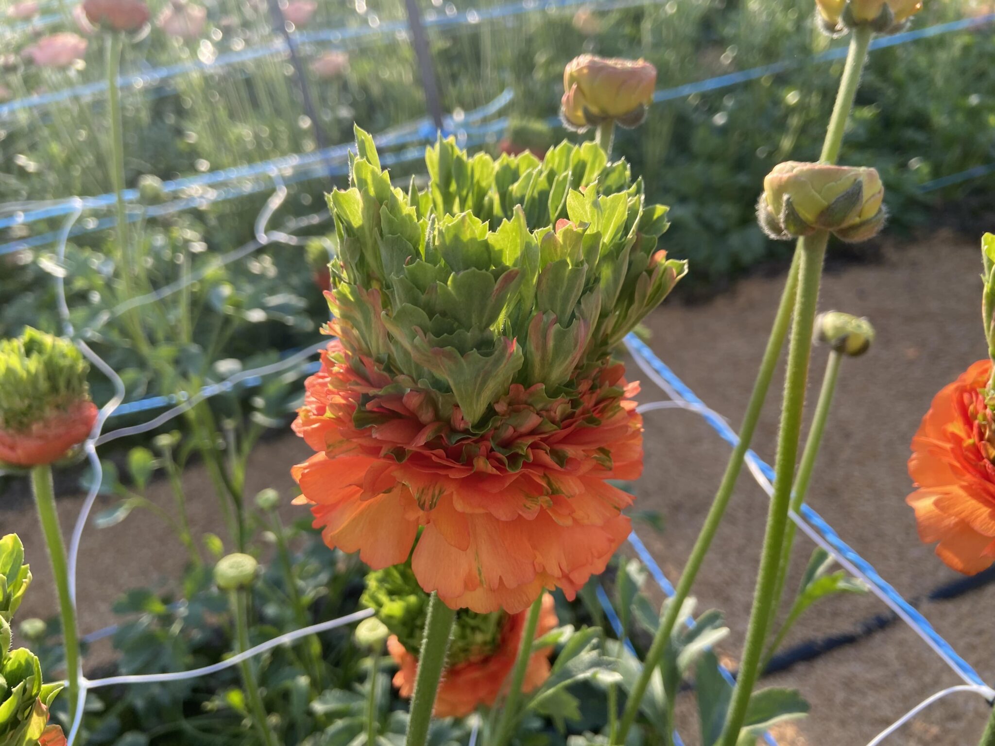 Ranunculus Romance™ Crown Nervion® - Green Works - Specialist in Ranunculus