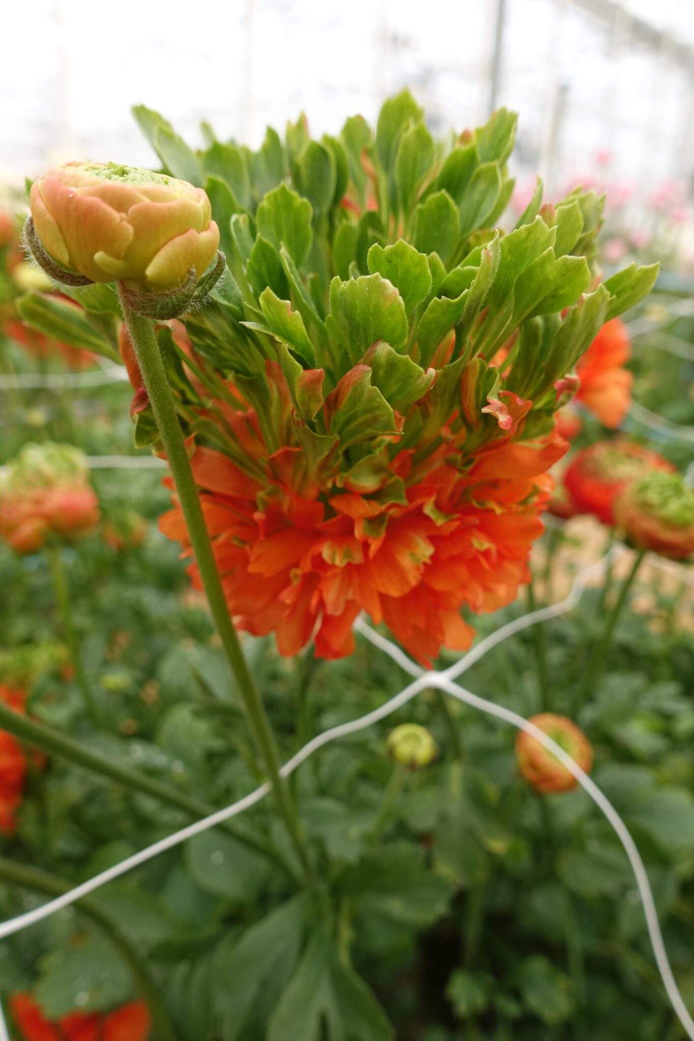 Ranunculus Romance™ Crown Nervion® - Green Works - Specialist in Ranunculus