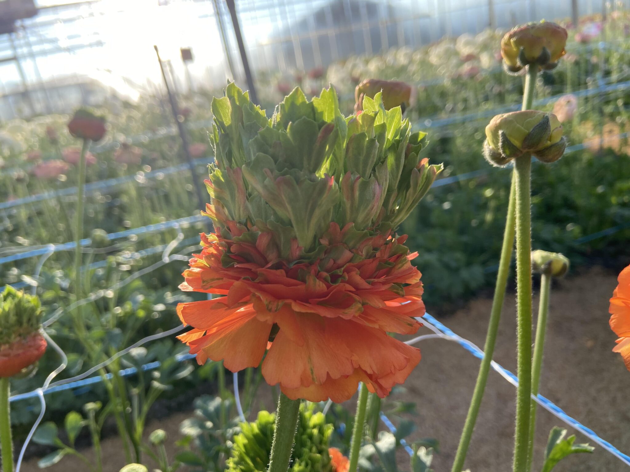 Ranunculus Romance™ Crown Nervion® - Green Works - Specialist in Ranunculus