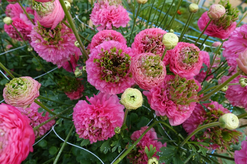 Ranunculus Romance™ Crown Sisteron® - Green Works - Specialist in ...