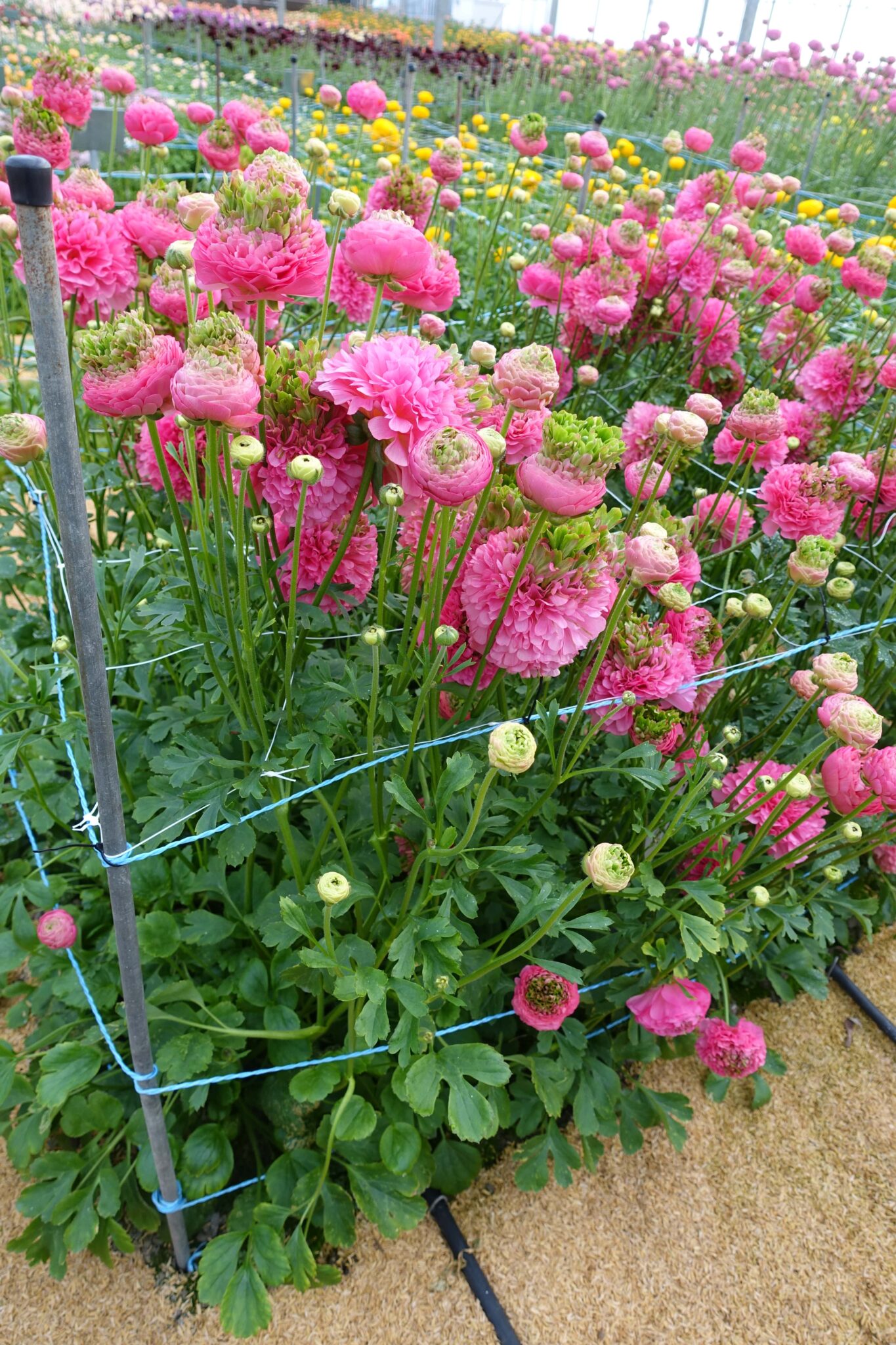 Ranunculus Romance™ Crown Sisteron® - Green Works - Specialist in ...