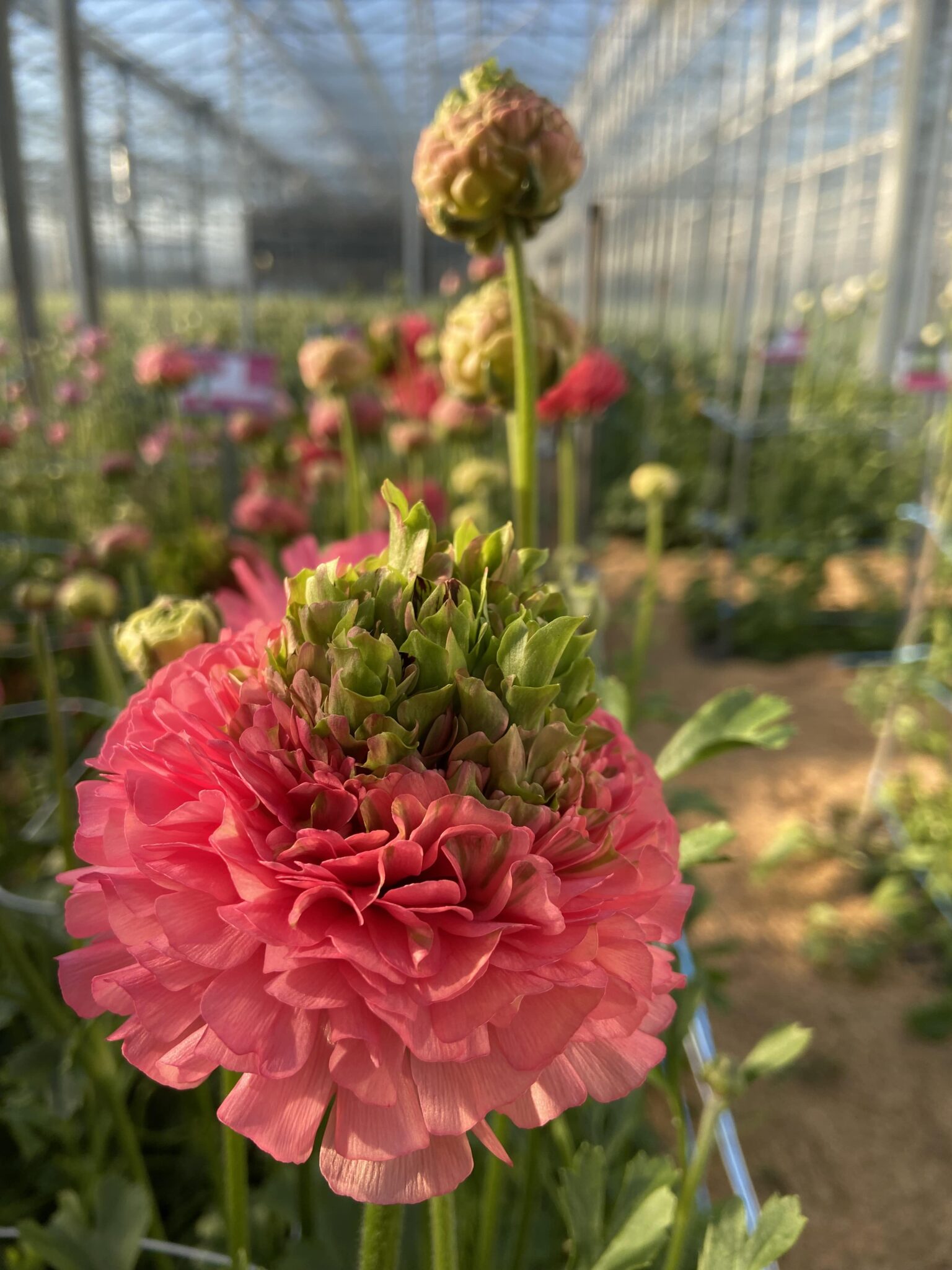 Ranunculus Romance™ Crown Sisteron® - Green Works - Specialist in ...