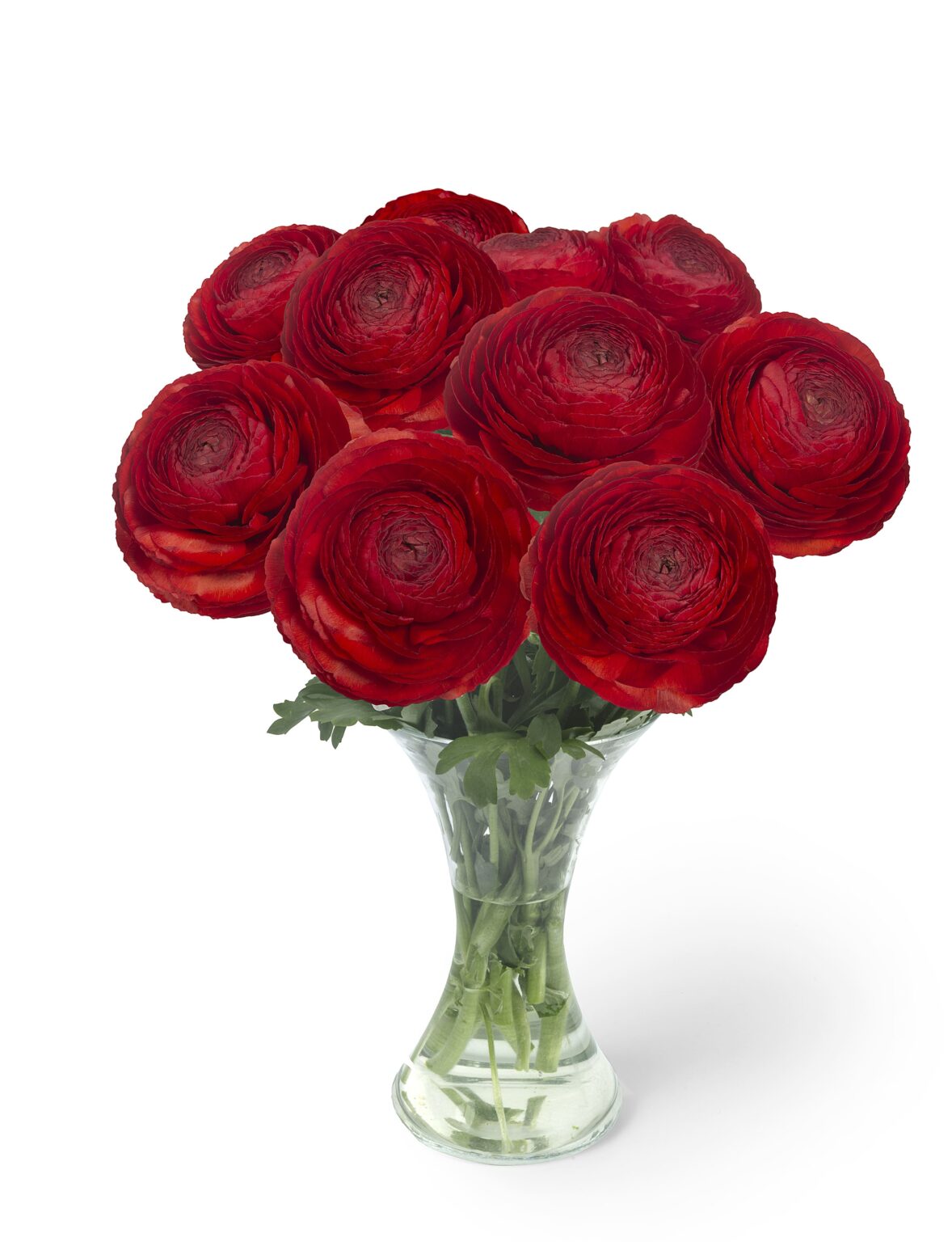 Ranunculus Romance™ (Cut Flower) - Green Works - Specialist in Ranunculus