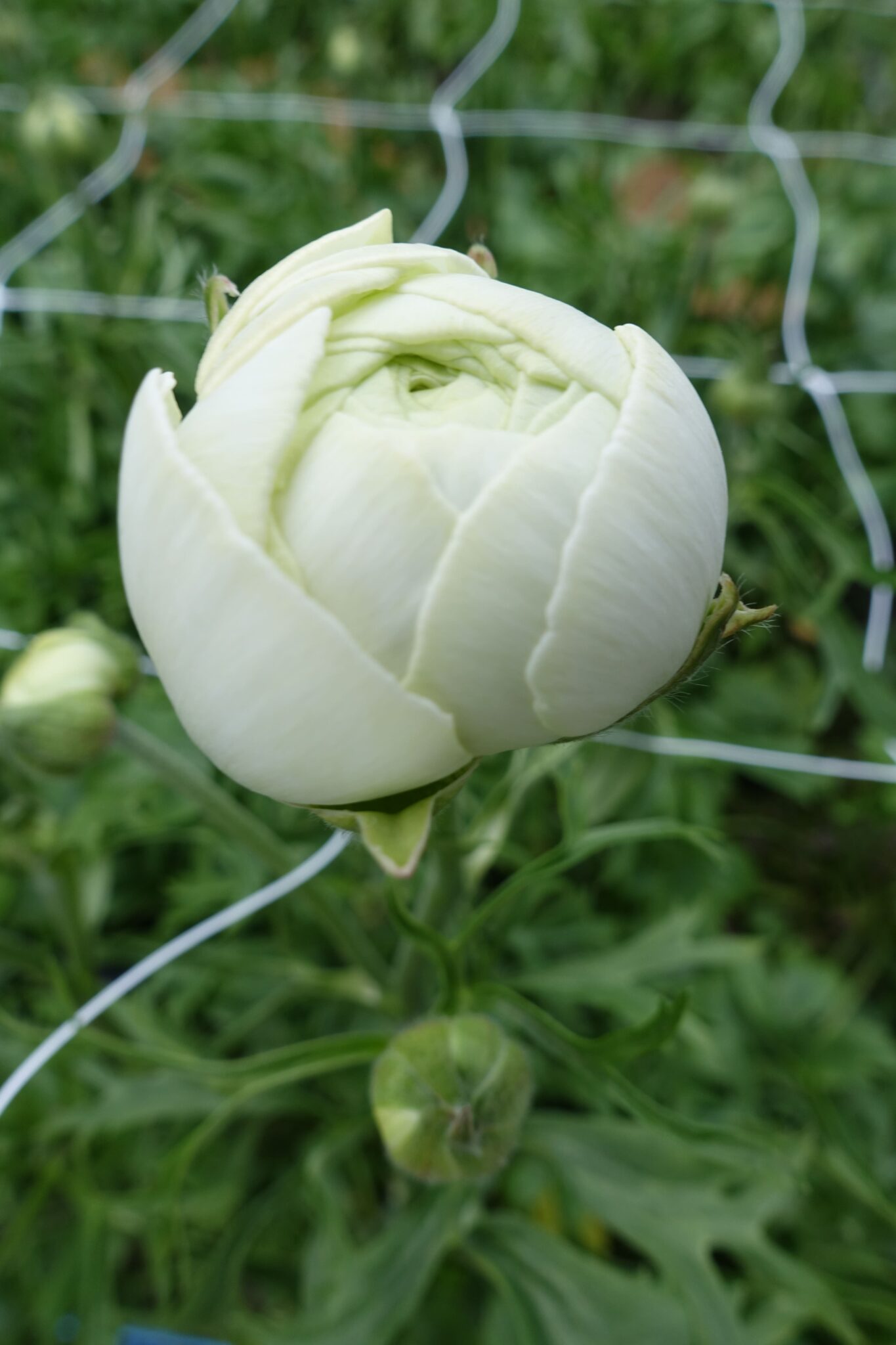 Ranunculus Romance™ Grenoble® - Green Works - Specialist in Ranunculus