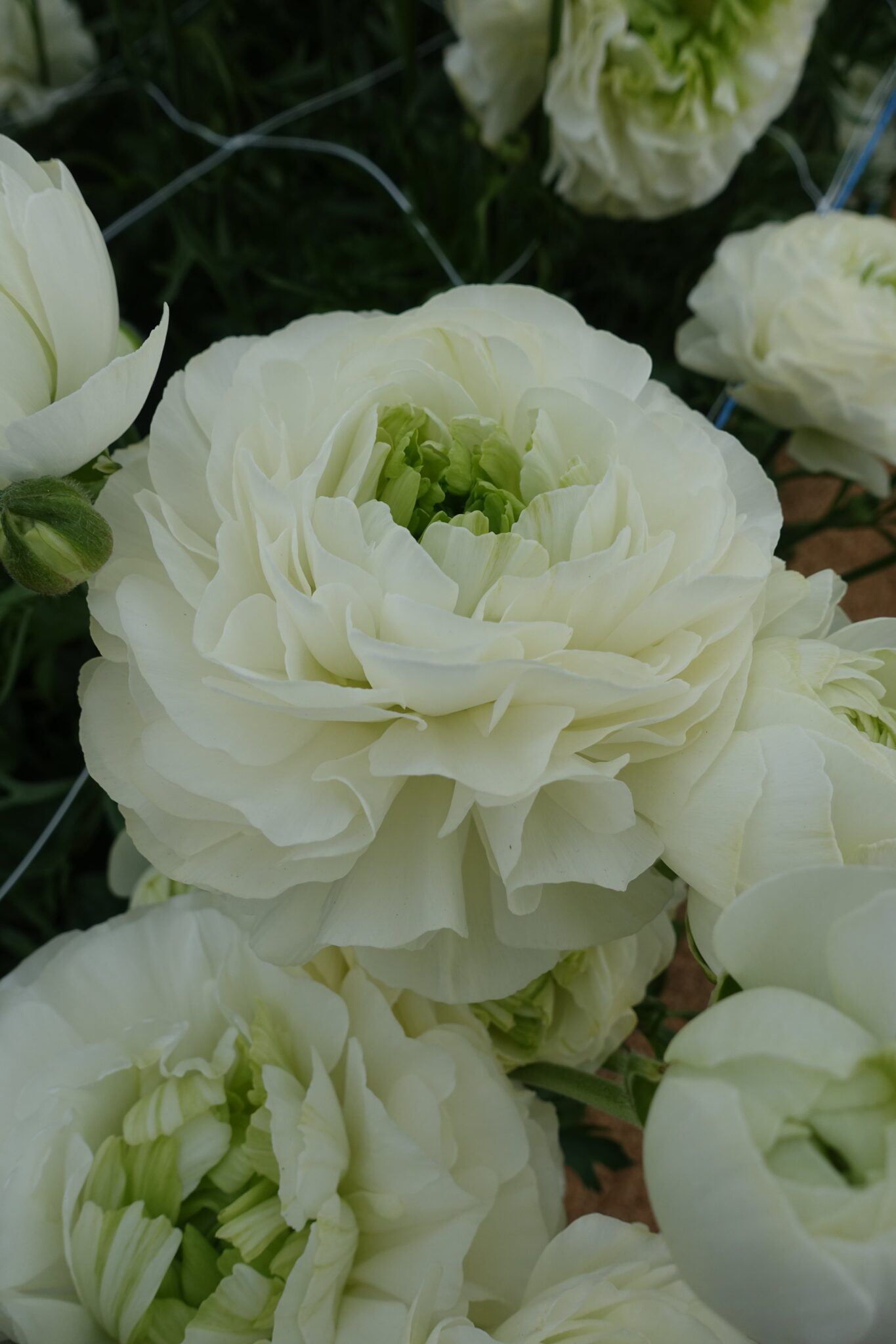 Ranunculus Romance™ Grenoble® - Green Works - Specialist in Ranunculus