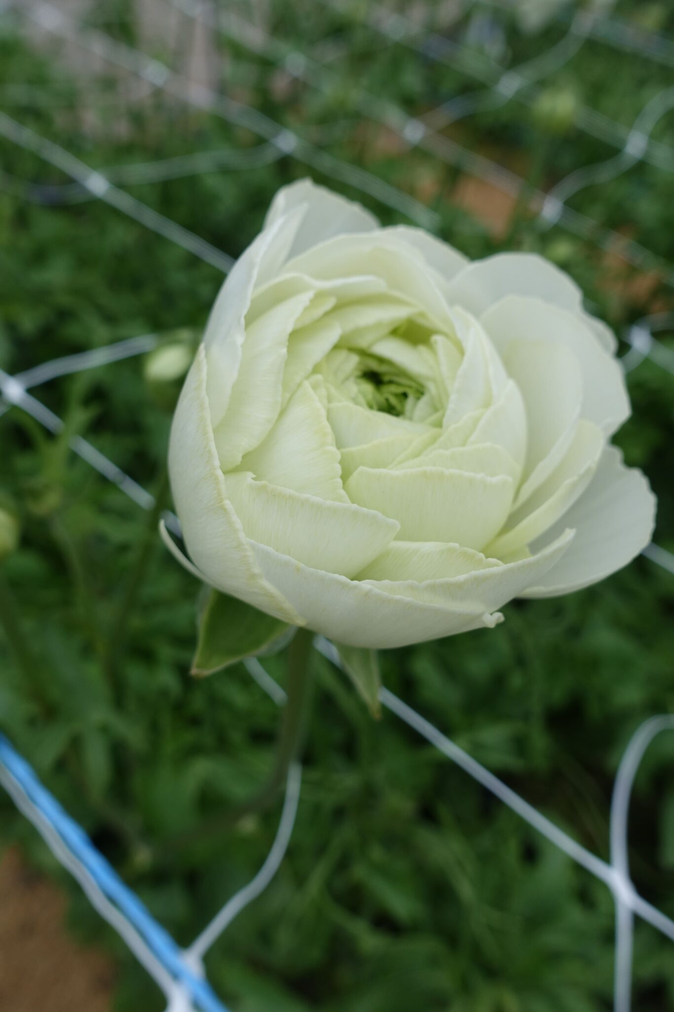 Ranunculus Romance™ Grenoble® - Green Works - Specialist in Ranunculus