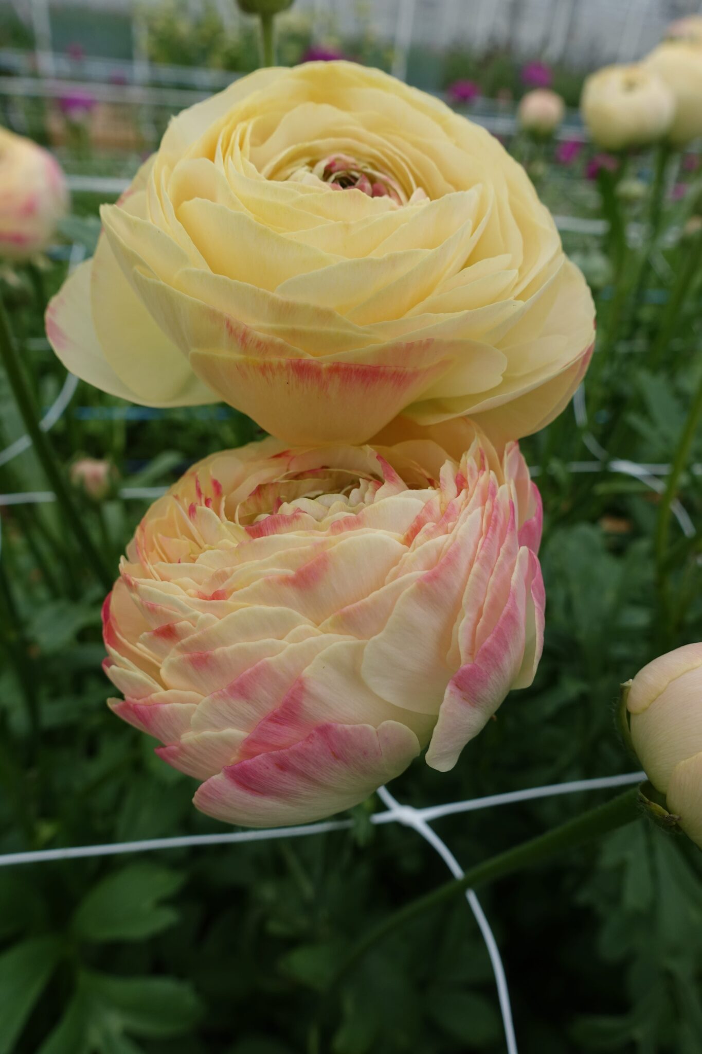 Ranunculus Romance™ Hydra® - Green Works - Specialist in Ranunculus