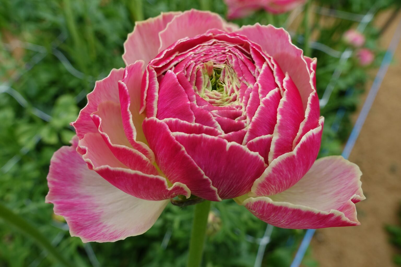 Ranunculus Koyfish Marquerittes® - Green Works - Specialist in Ranunculus
