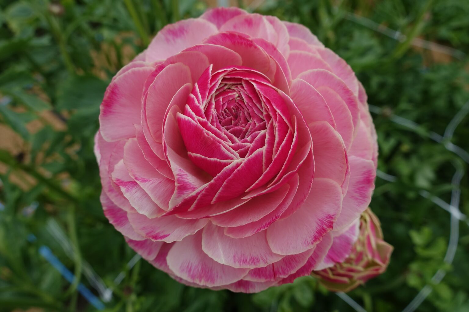 Ranunculus Koyfish Marquerittes® - Green Works - Specialist in Ranunculus