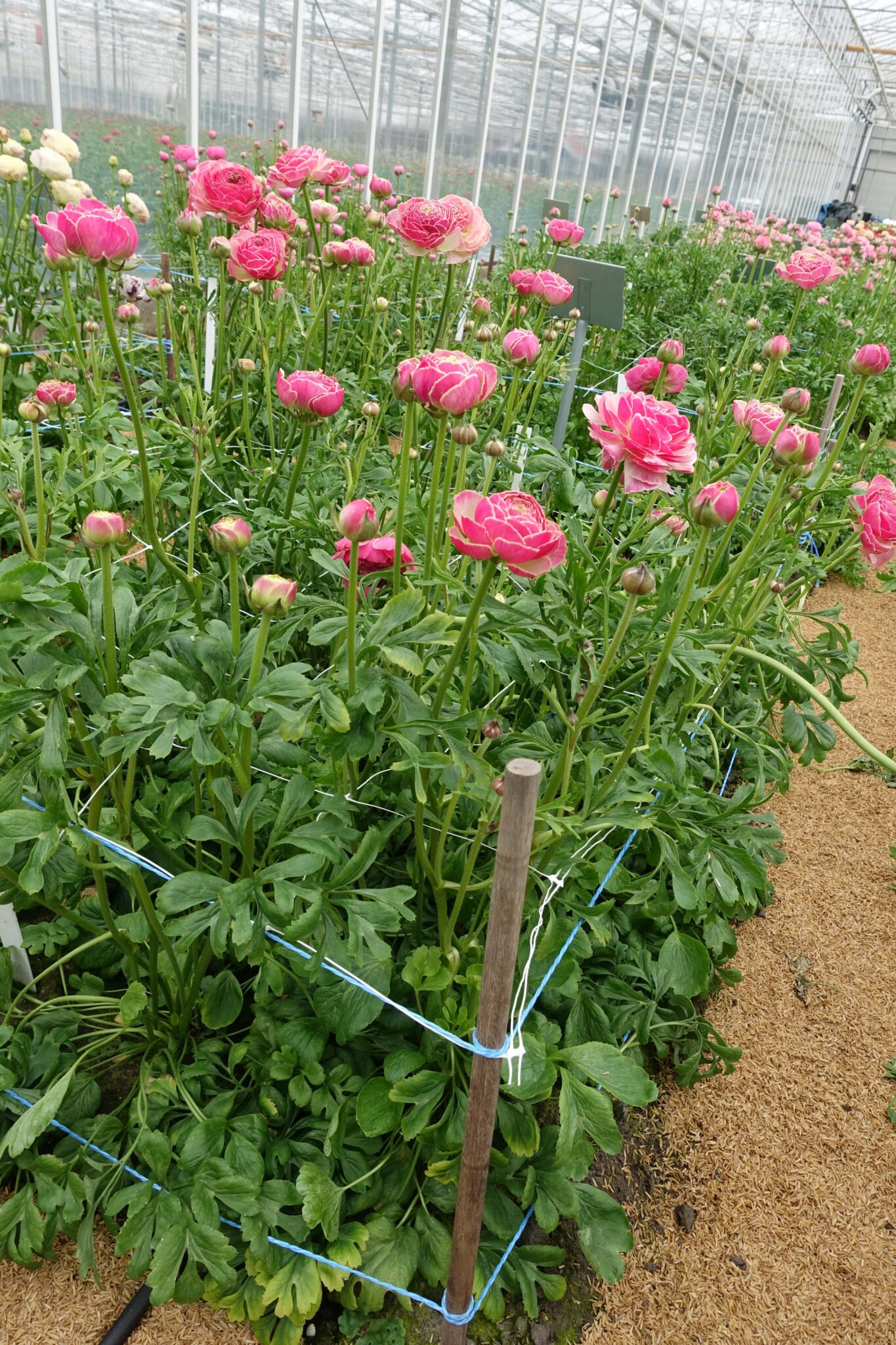 Ranunculus Koyfish Marquerittes® - Green Works - Specialist in Ranunculus