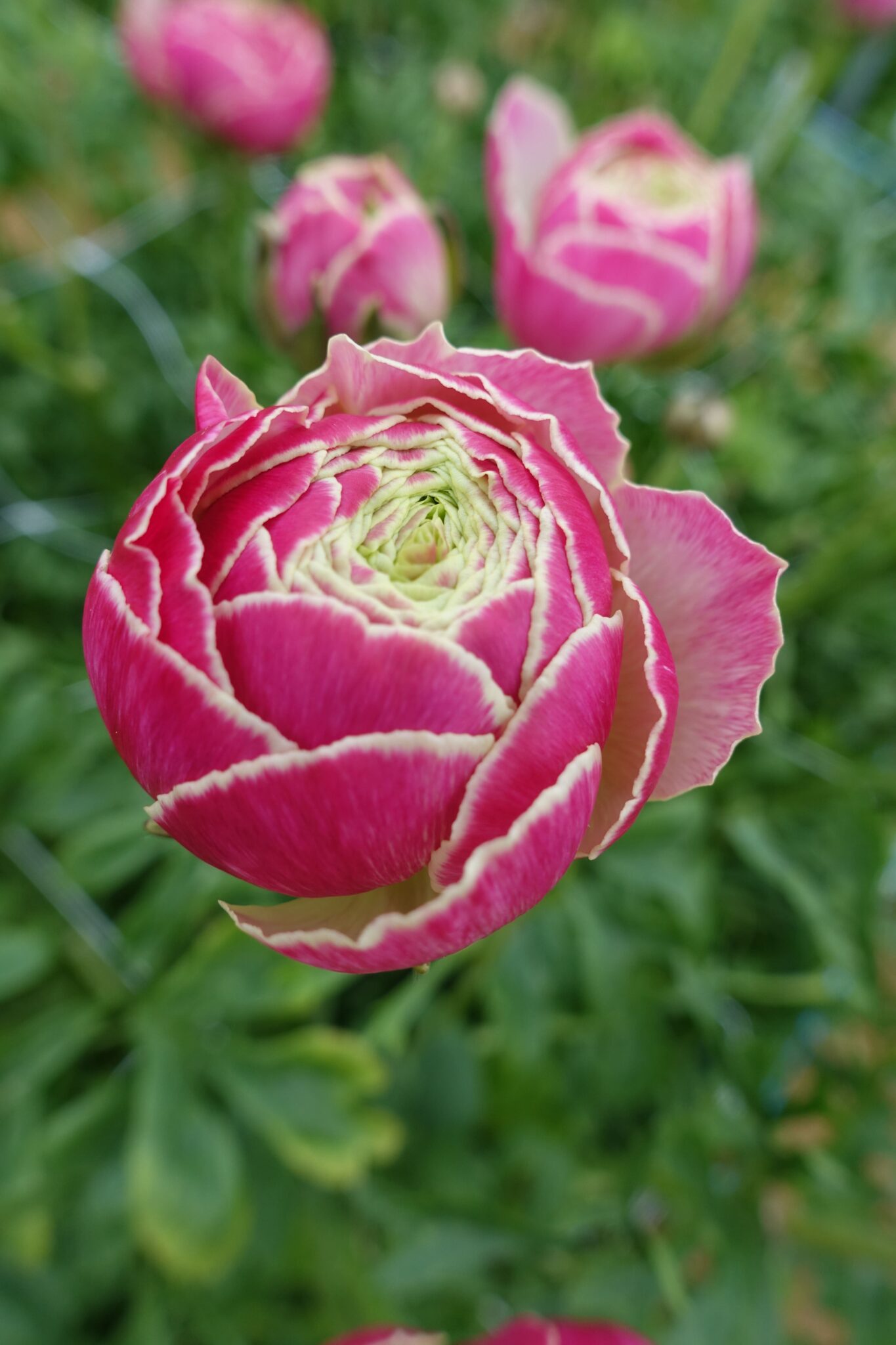 Ranunculus Koyfish Marquerittes® - Green Works - Specialist in Ranunculus