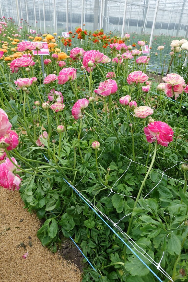 Ranunculus Koyfish Marquerittes® - Green Works - Specialist in Ranunculus