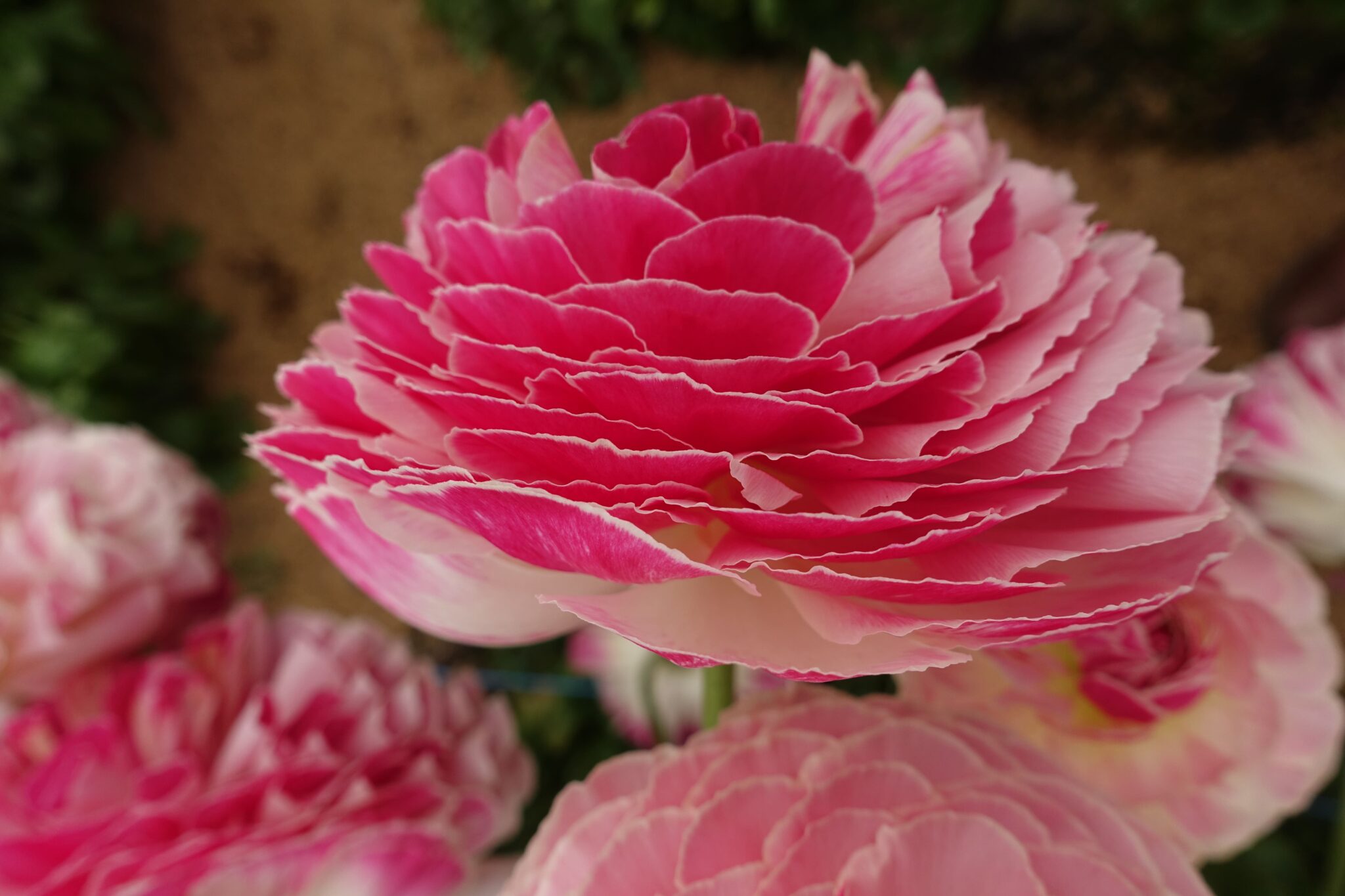 Ranunculus Koyfish Marquerittes® - Green Works - Specialist in Ranunculus