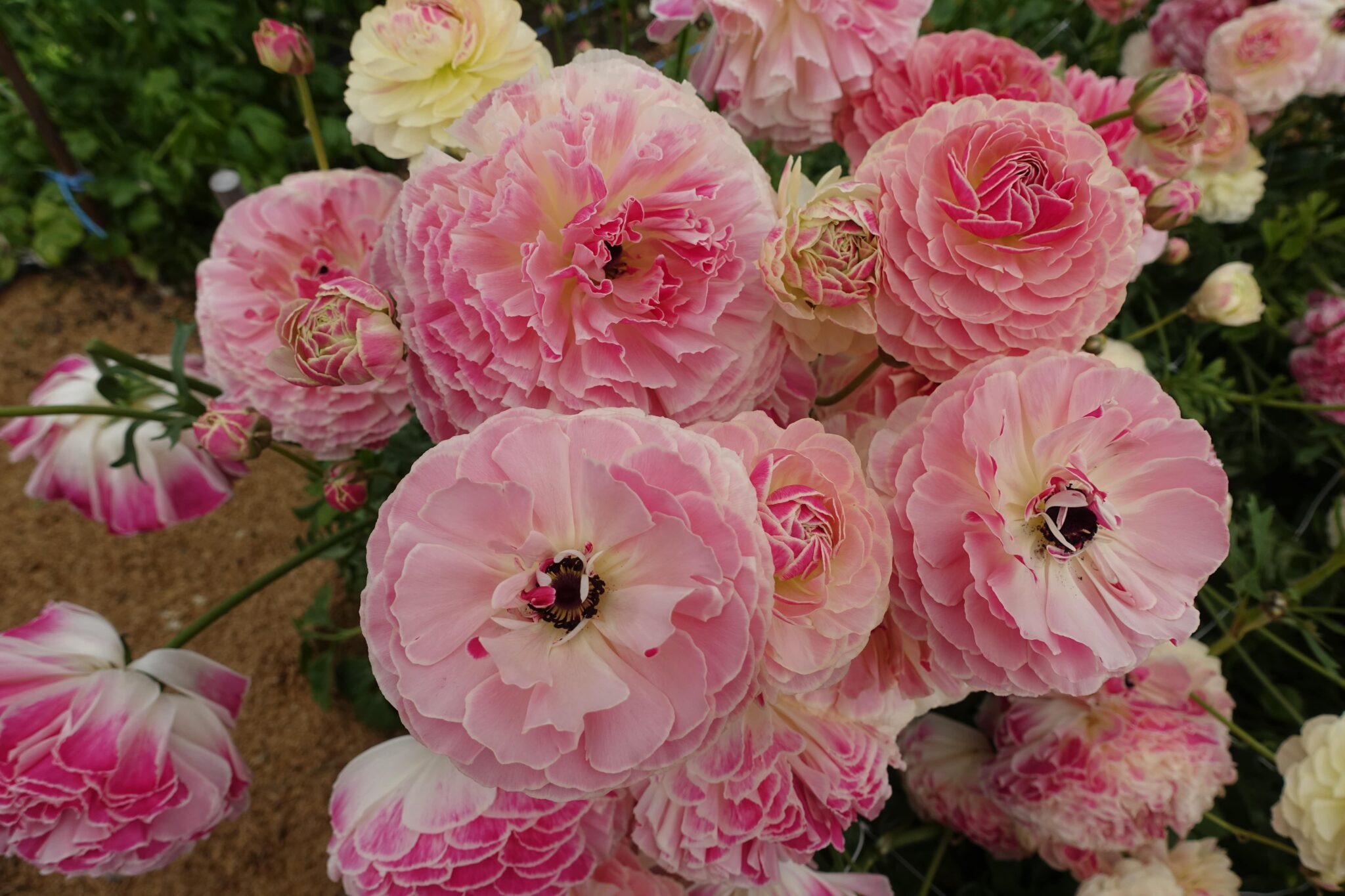 Ranunculus Koyfish Marquerittes® - Green Works - Specialist in Ranunculus