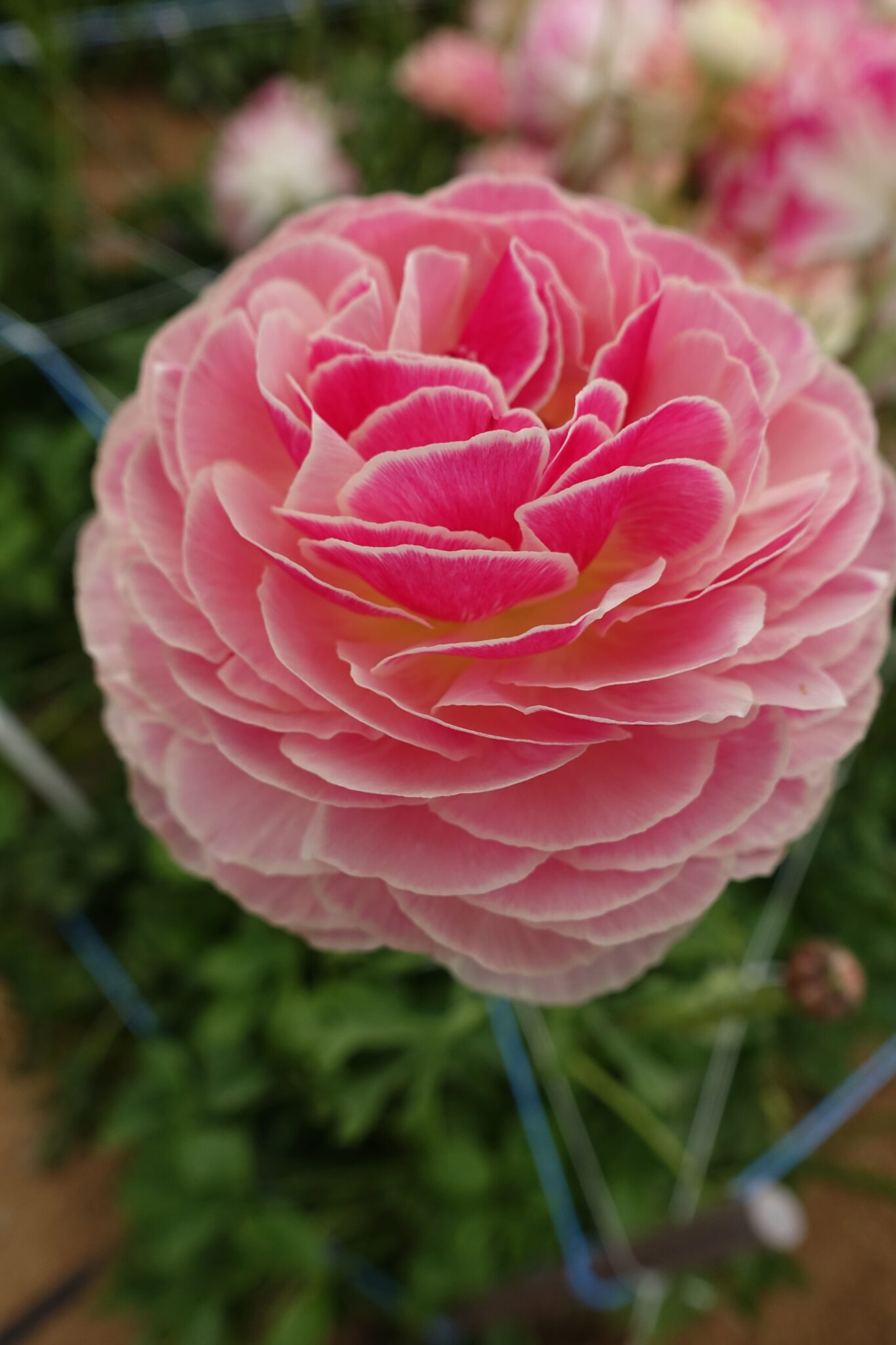 Ranunculus Koyfish Marquerittes® - Green Works - Specialist in Ranunculus