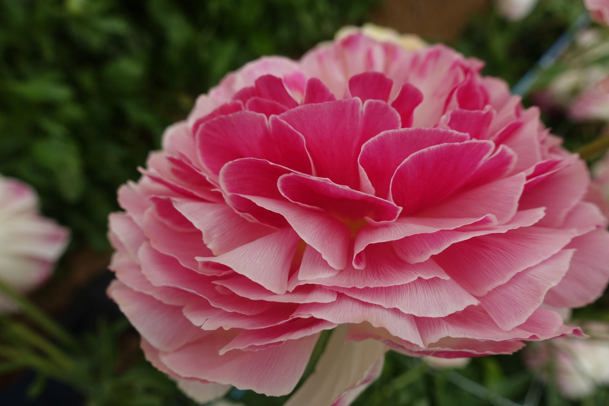 Ranunculus Koyfish Marquerittes® - Green Works - Specialist in Ranunculus