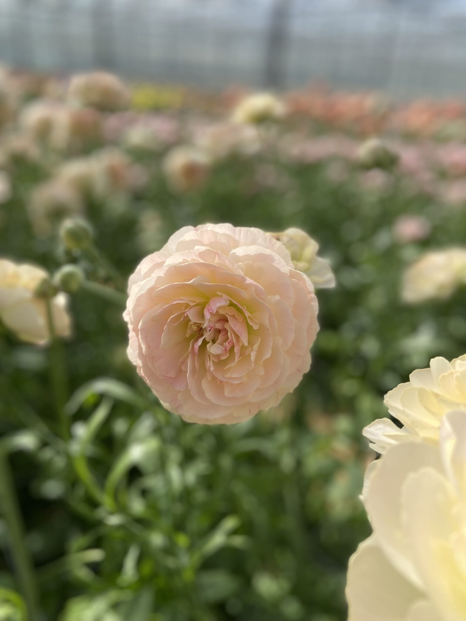 Ranunculus Romance™ Maritime® - Green Works - Specialist in Ranunculus