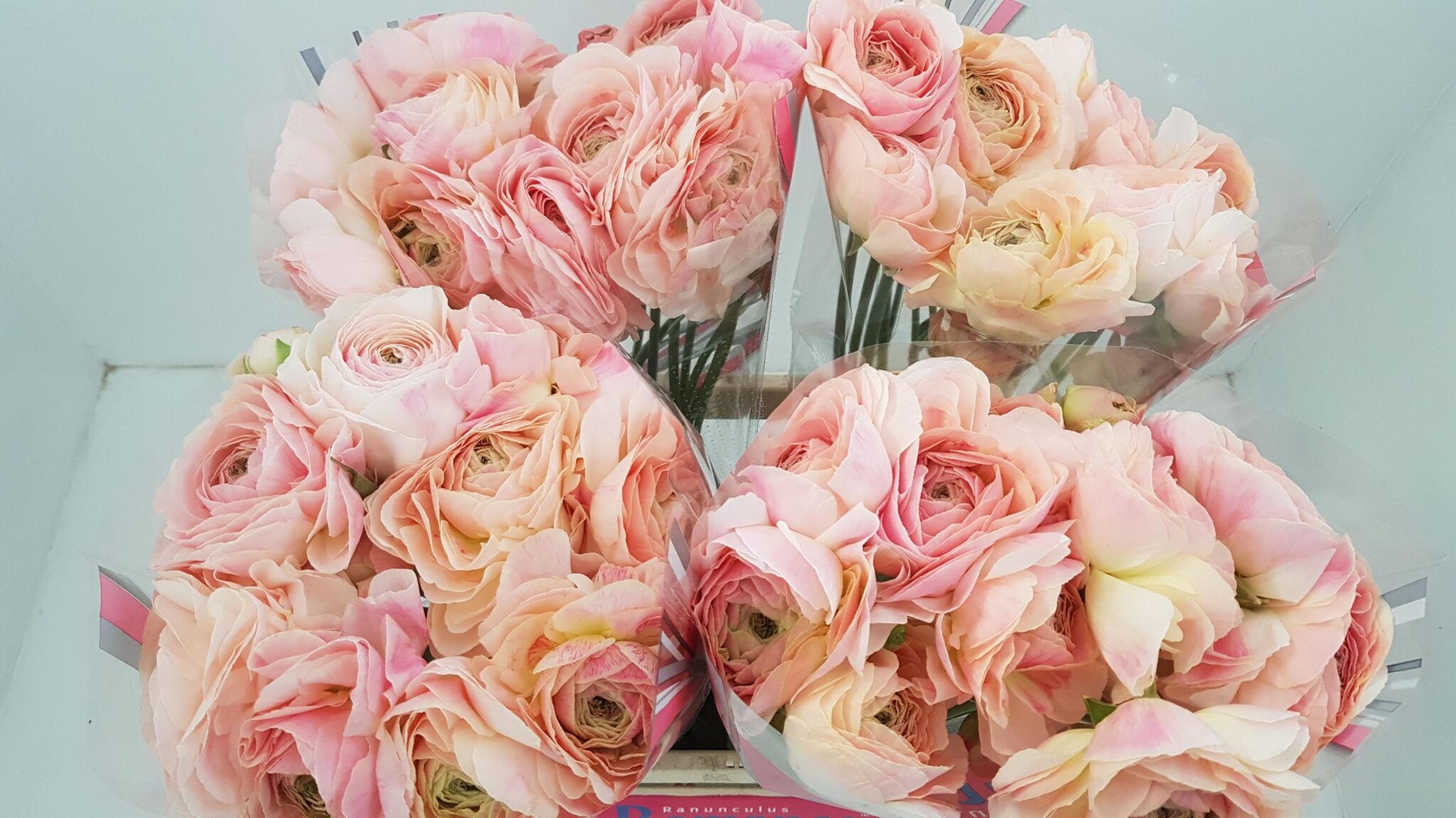 Ranunculus Romance™ Maritime® - Green Works - Specialist in Ranunculus