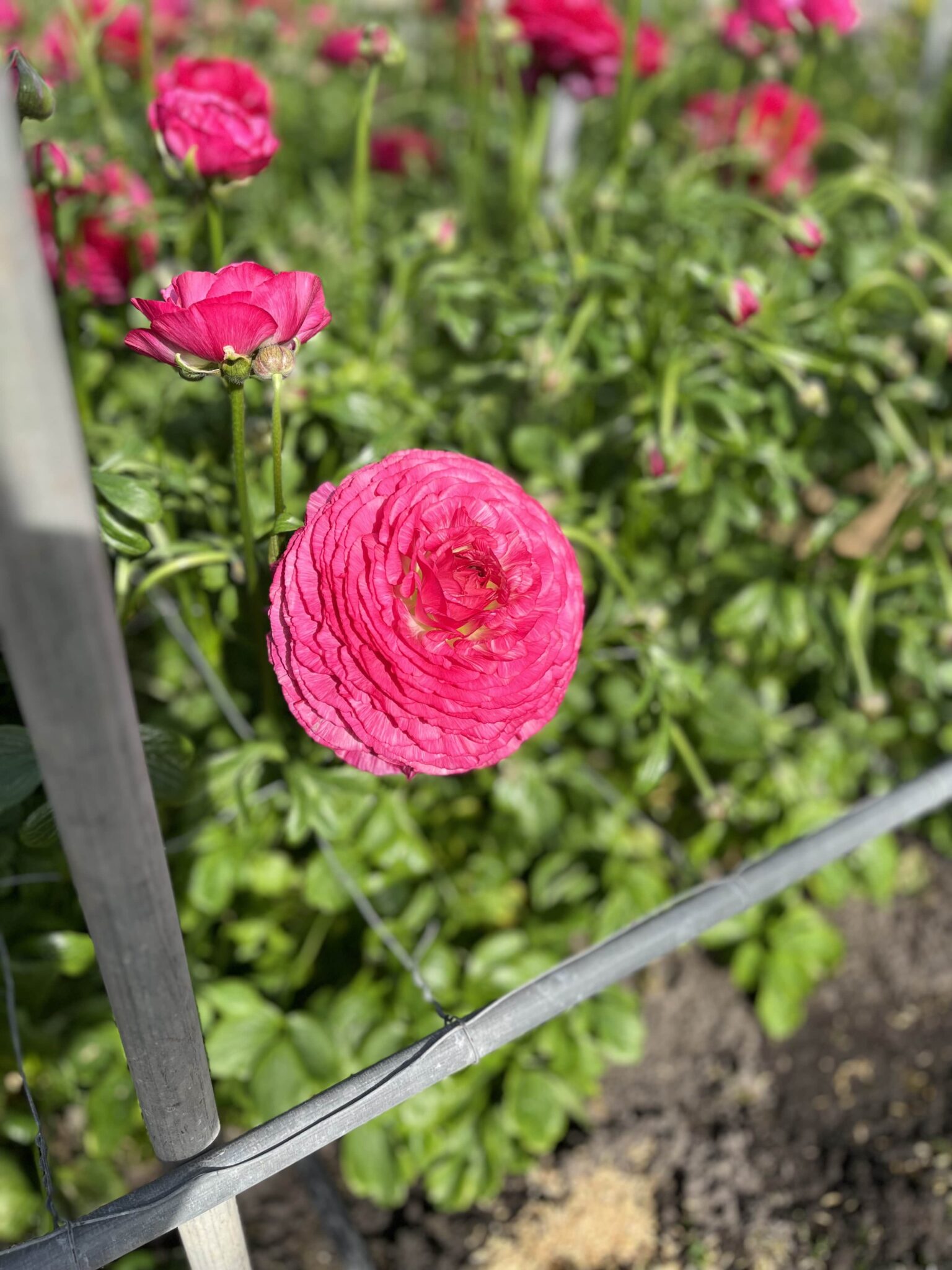 Ranunculus Romance™ Mercury® - Green Works - Specialist in Ranunculus
