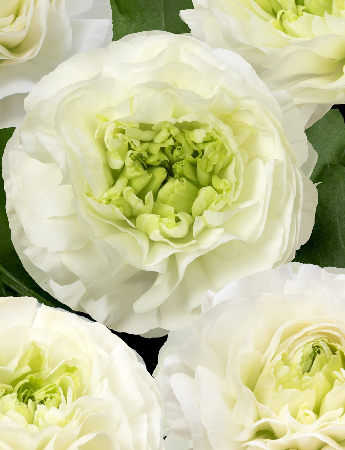 Ranunculus Romance™ Montenvers® - Green Works - Specialist in Ranunculus