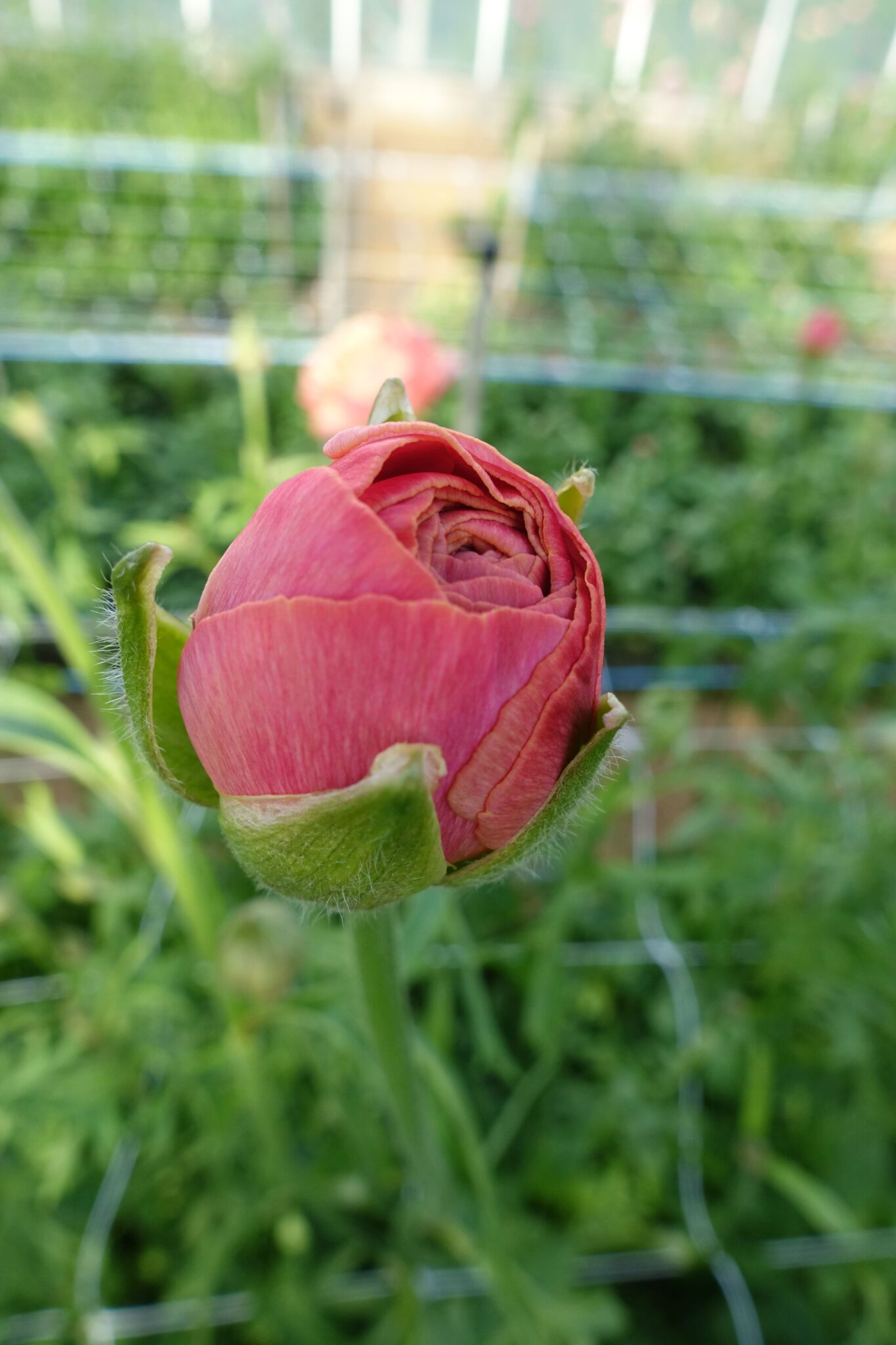 Ranunculus Romance™ Nohant® - Green Works - Specialist in Ranunculus