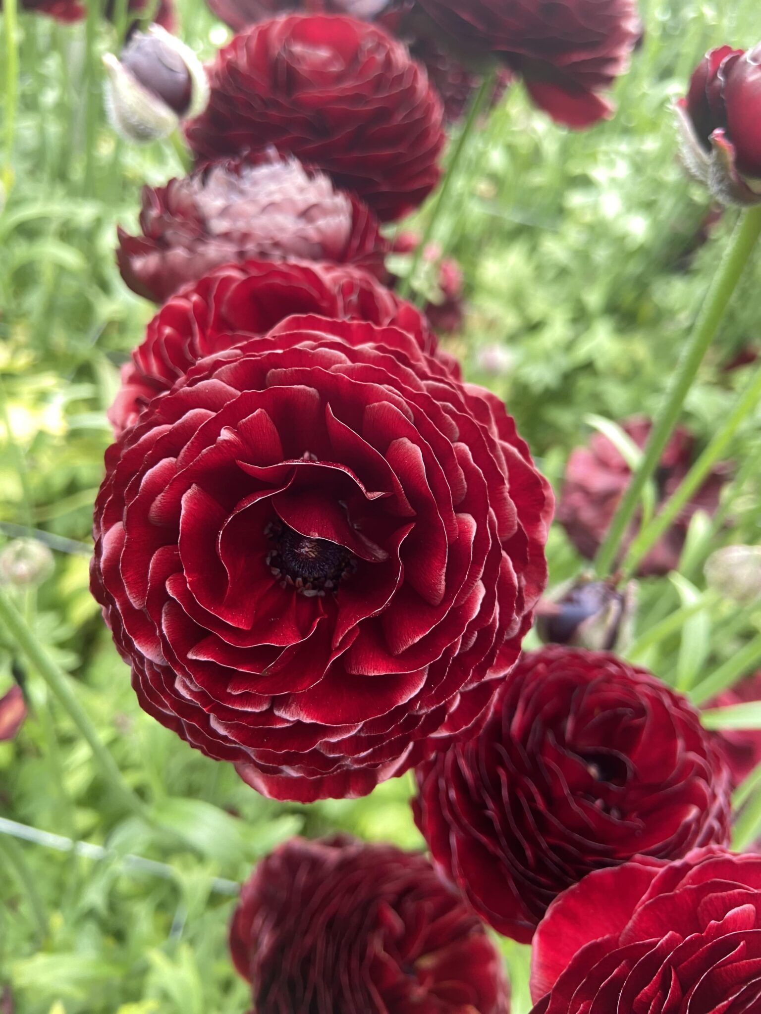 Ranunculus Romance™ Perigord® - Green Works - Specialist in Ranunculus