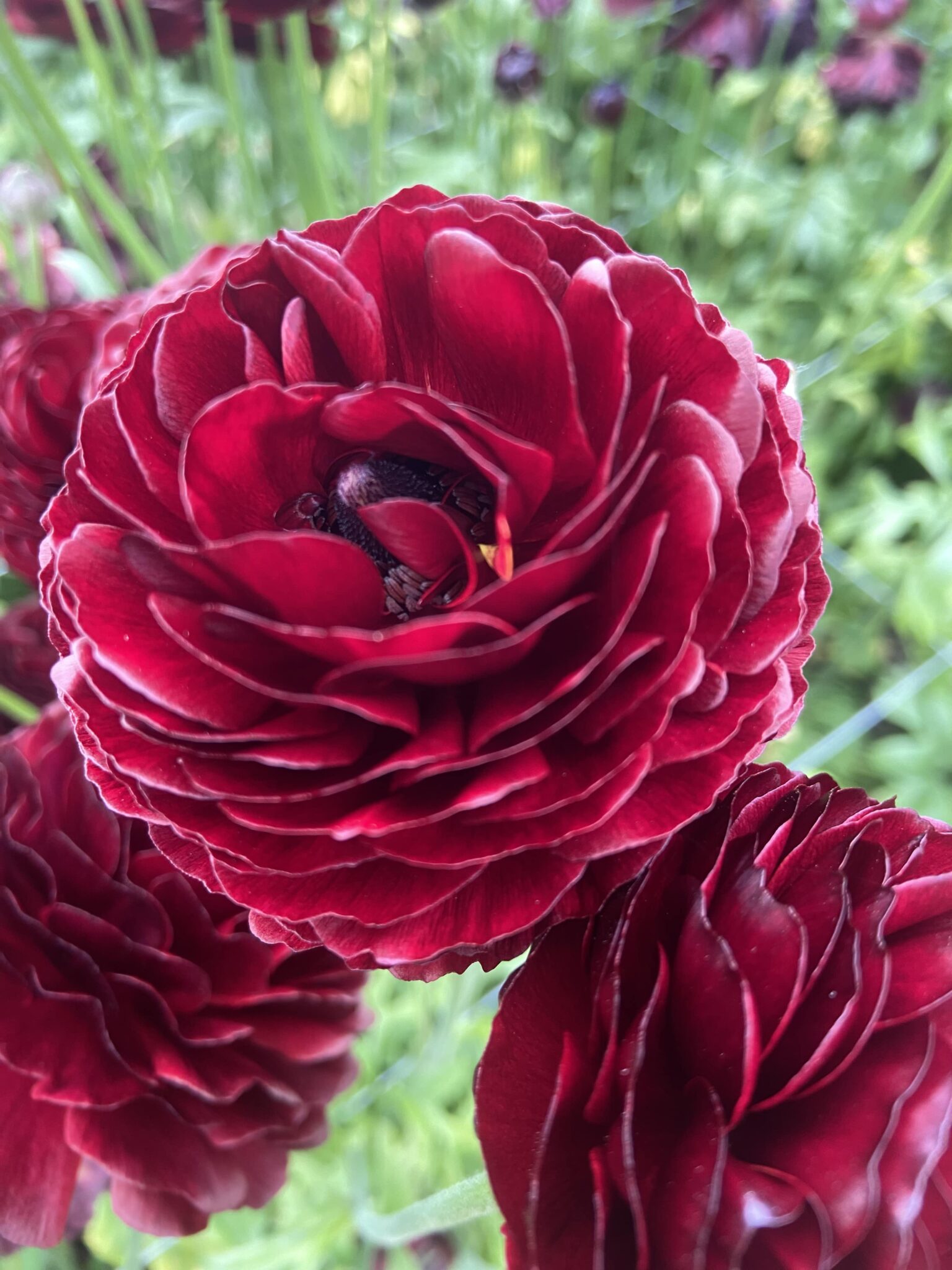 Ranunculus Romance™ Perigord® - Green Works - Specialist in Ranunculus