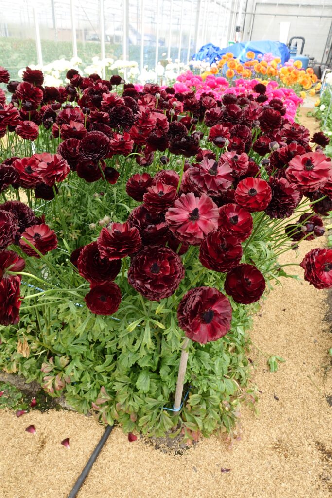Ranunculus Romance™ Perigord® - Green Works - Specialist in Ranunculus