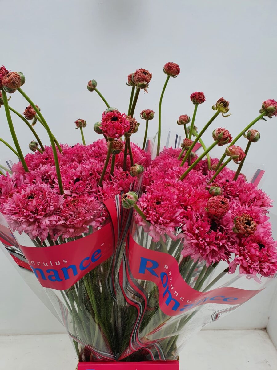 Ranunculus Poodle Ramlia® - Green Works - Specialist in Ranunculus