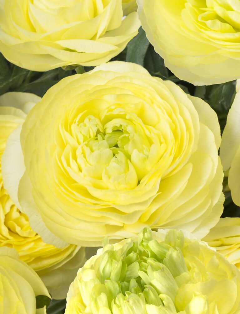 Ranunculus Romance™ Salerno® - Green Works - Specialist in Ranunculus