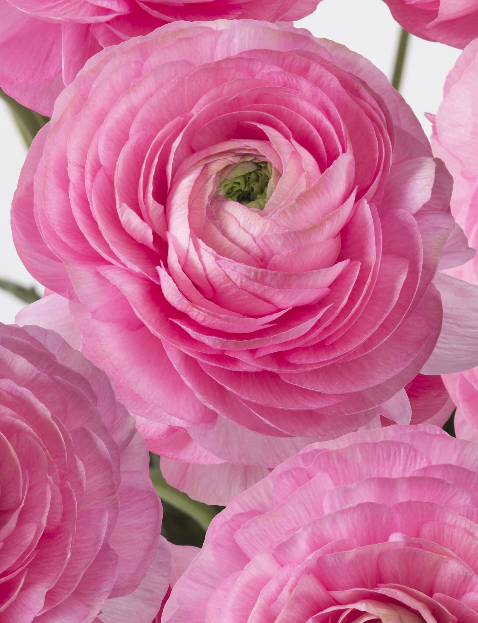 Ranunculus Romance™ Salerno® - Green Works - Specialist in Ranunculus