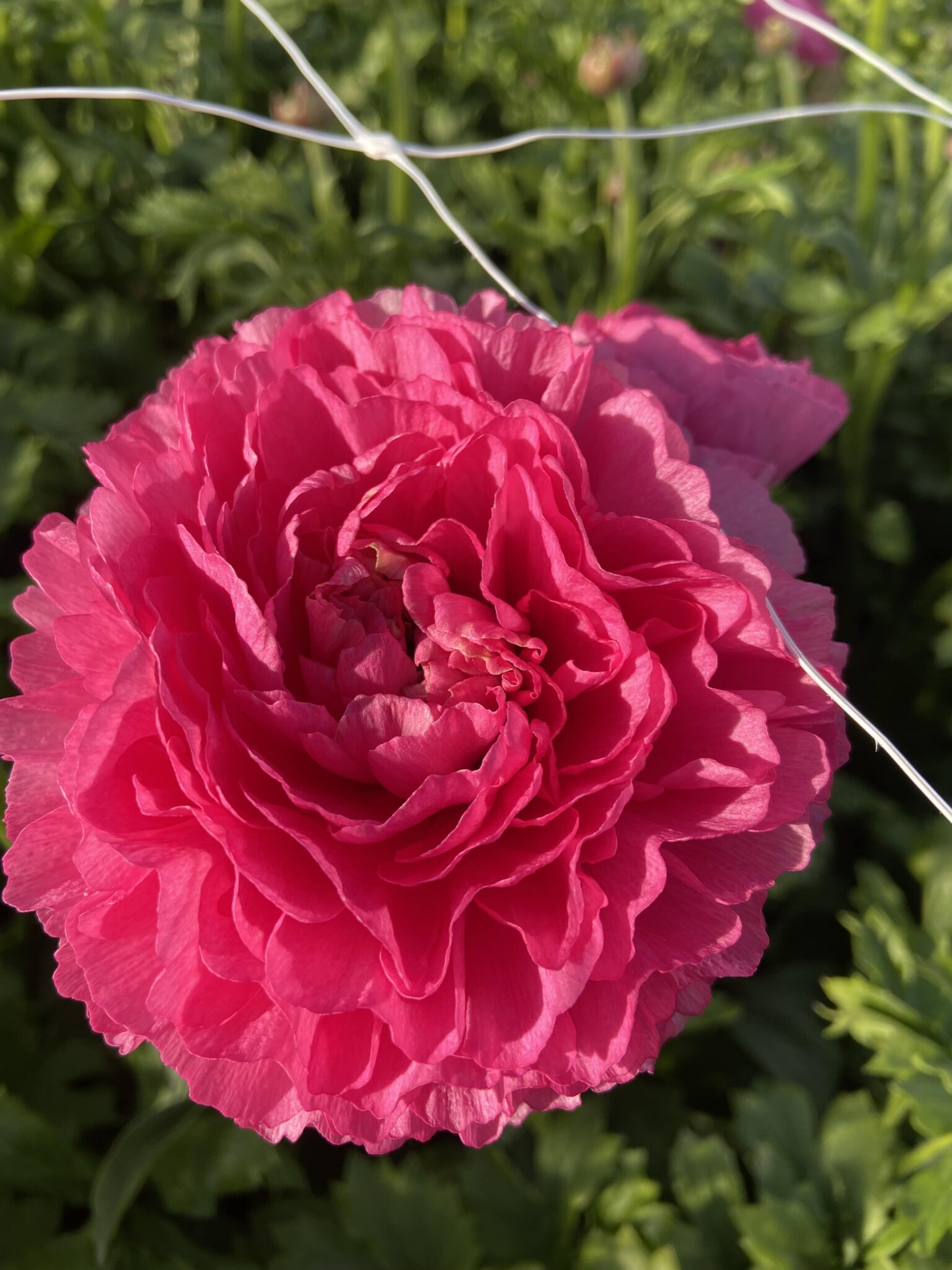 Ranunculus Romance™ Rosy Cheeks® - Green Works - Specialist in Ranunculus
