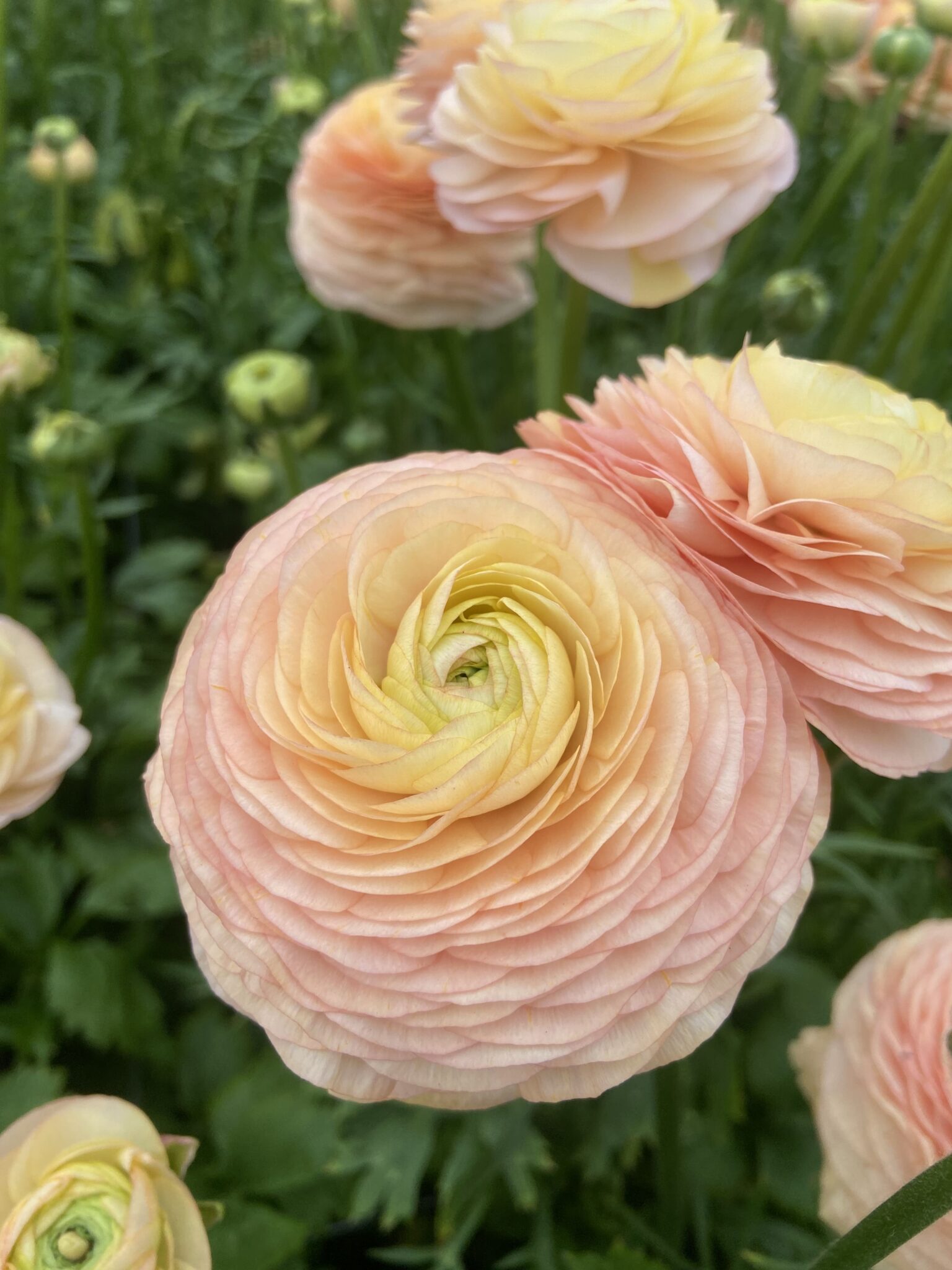 Ranunculus Romance™ Salerno® - Green Works - Specialist in Ranunculus