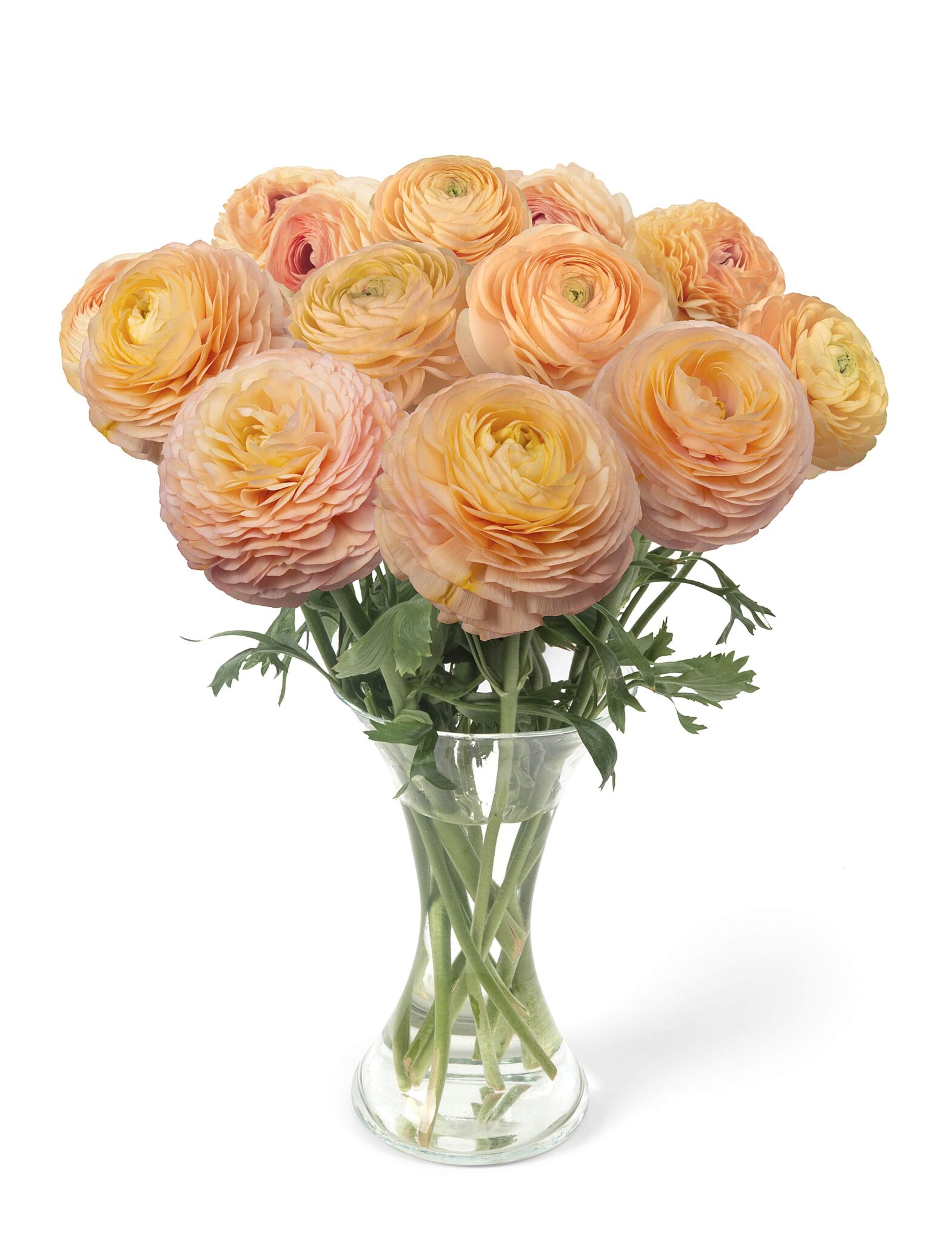 Ranunculus Romance™ Salerno® - Green Works - Specialist in Ranunculus