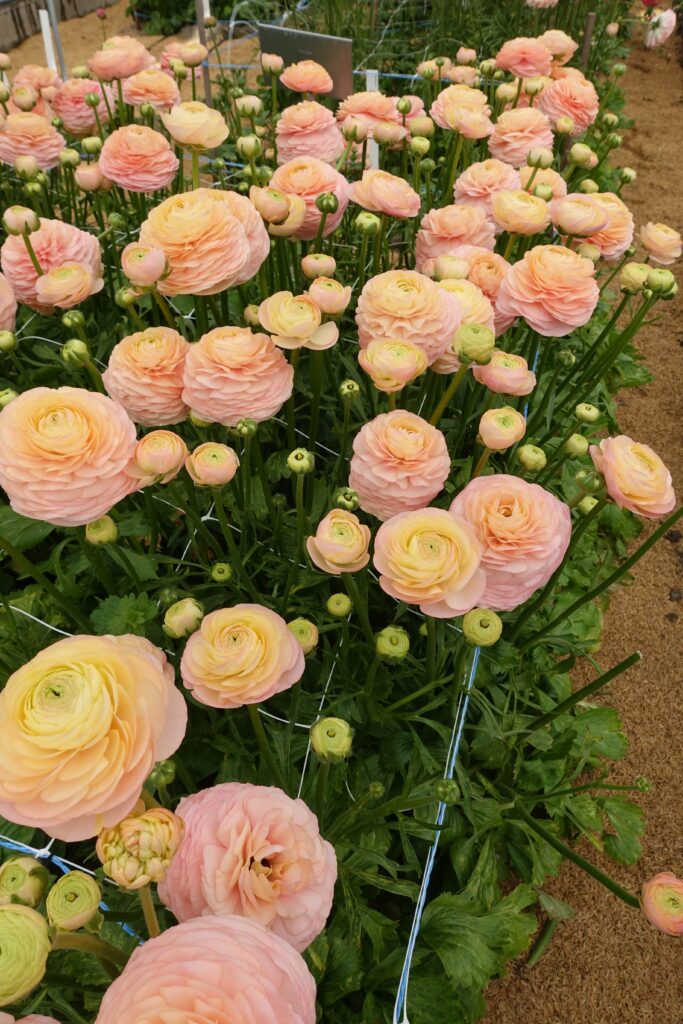 Ranunculus Romance™ Salerno® - Green Works - Specialist in Ranunculus