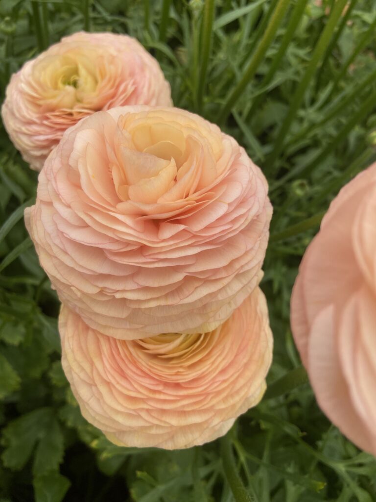 Ranunculus Romance™ Salerno® - Green Works - Specialist in Ranunculus