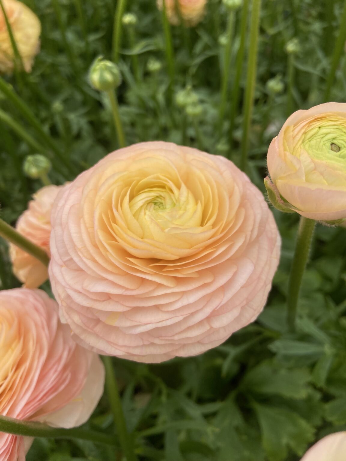 Ranunculus Romance™ Salerno® - Green Works - Specialist in Ranunculus