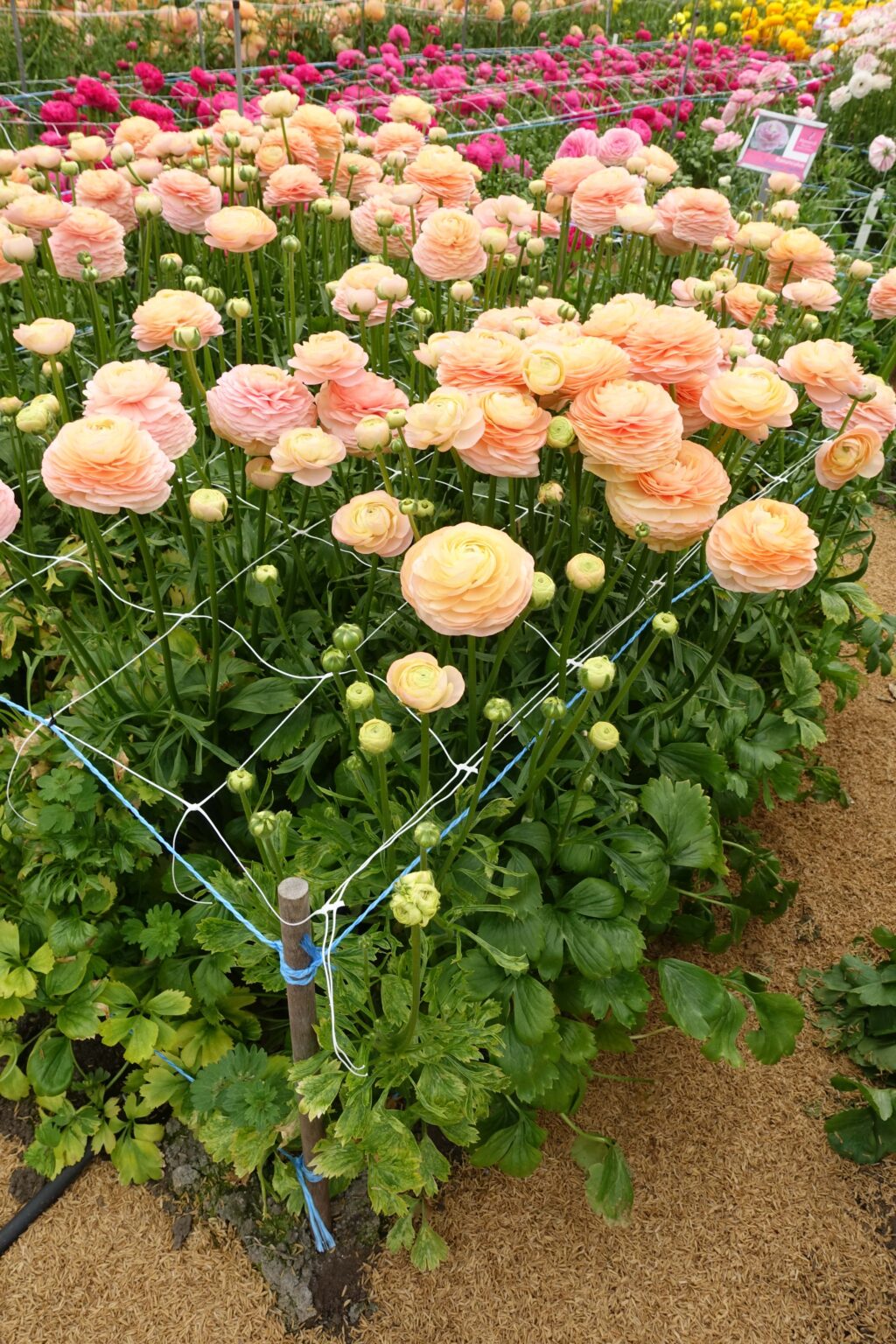 Ranunculus Romance™ Salerno® - Green Works - Specialist in Ranunculus