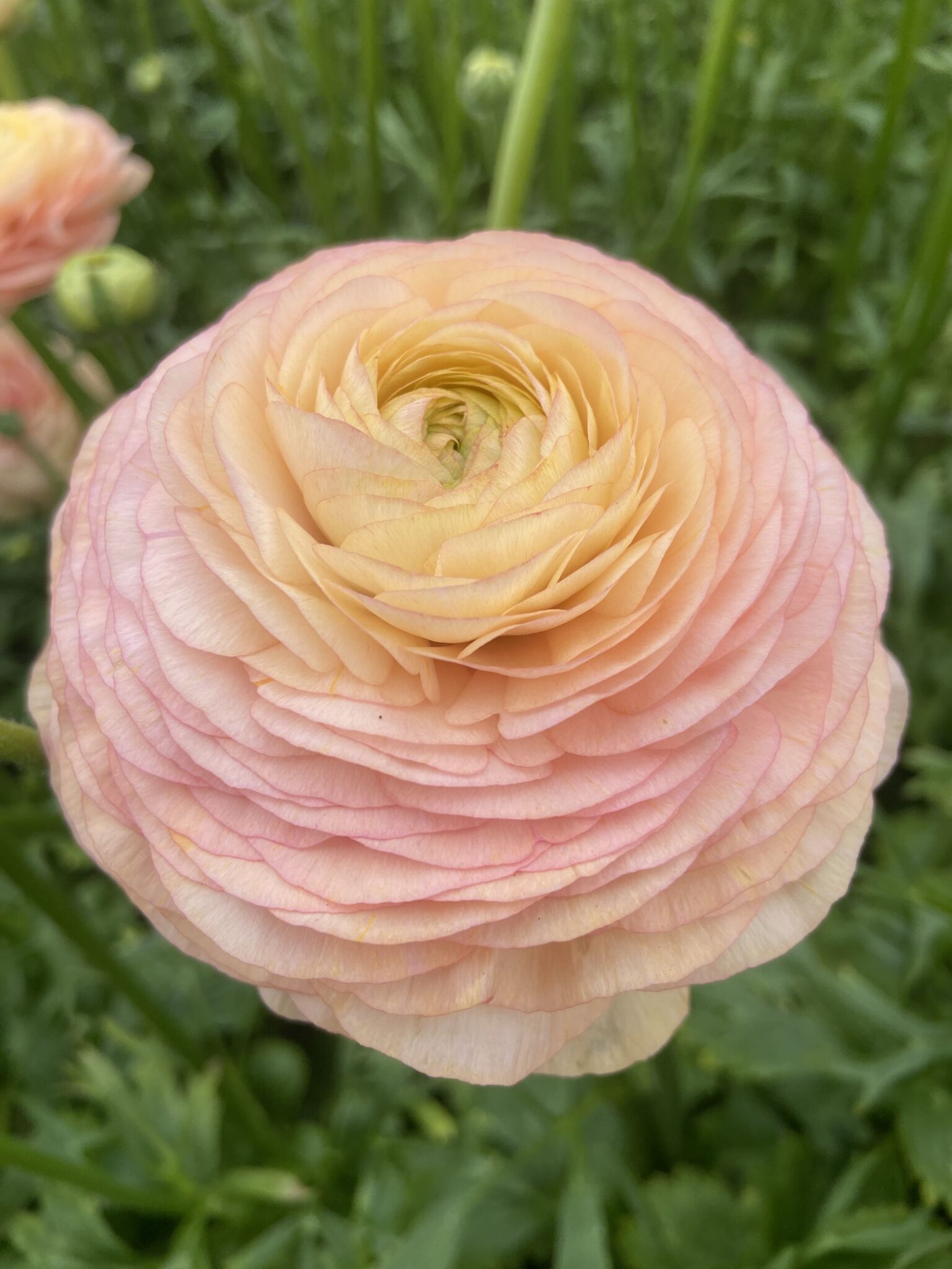 Ranunculus Romance™ Salerno® - Green Works - Specialist in Ranunculus