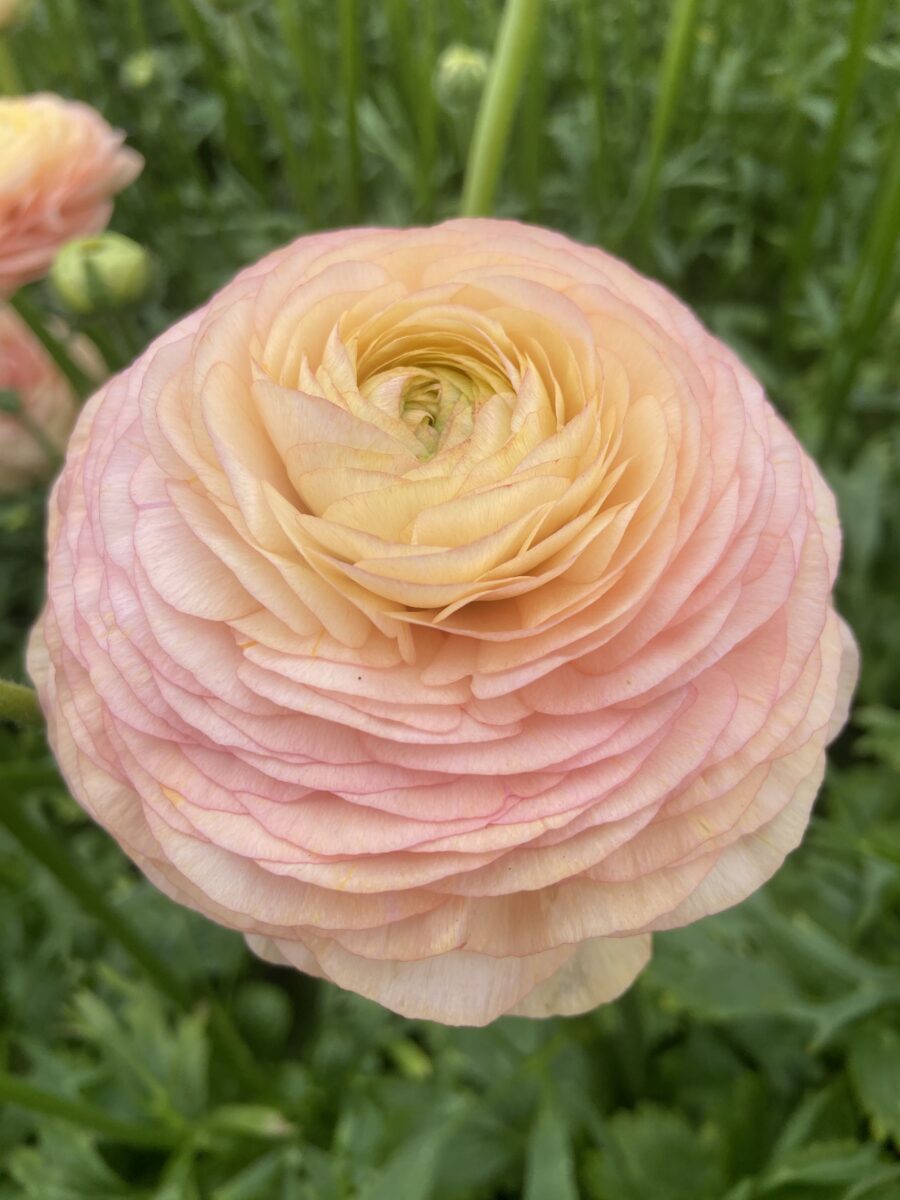 Ranunculus Romance™ Salerno® - Green Works - Specialist in Ranunculus