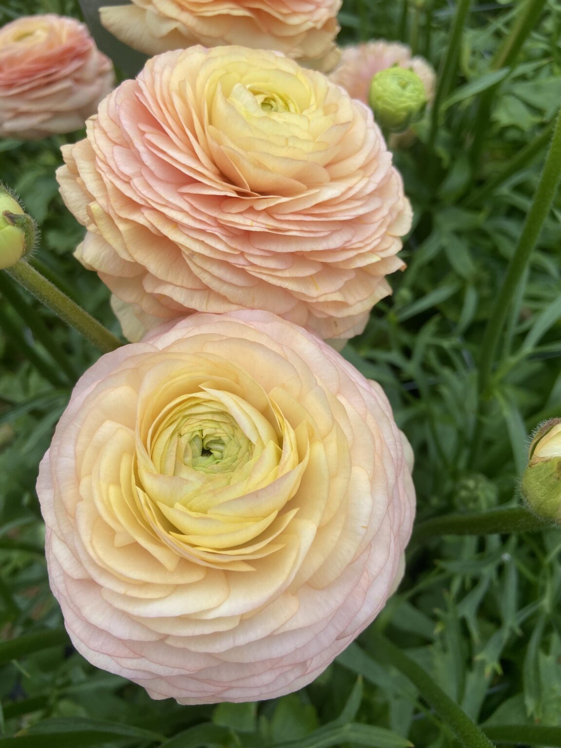 Ranunculus Romance™ Salerno® - Green Works - Specialist in Ranunculus