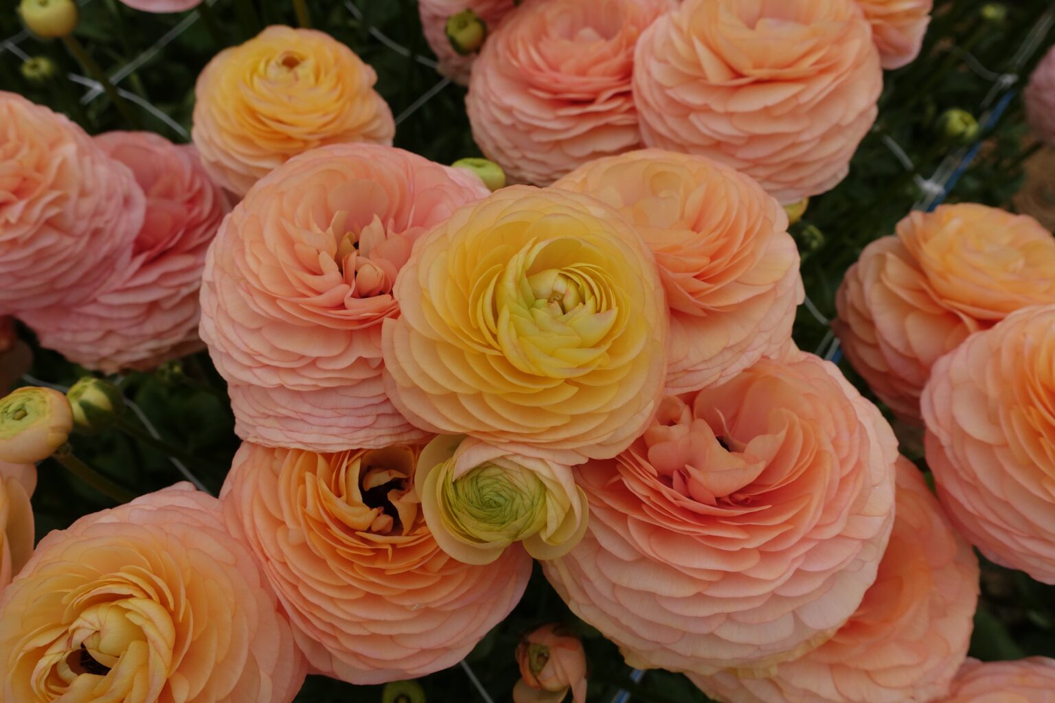 Ranunculus Romance™ Salerno® - Green Works - Specialist in Ranunculus