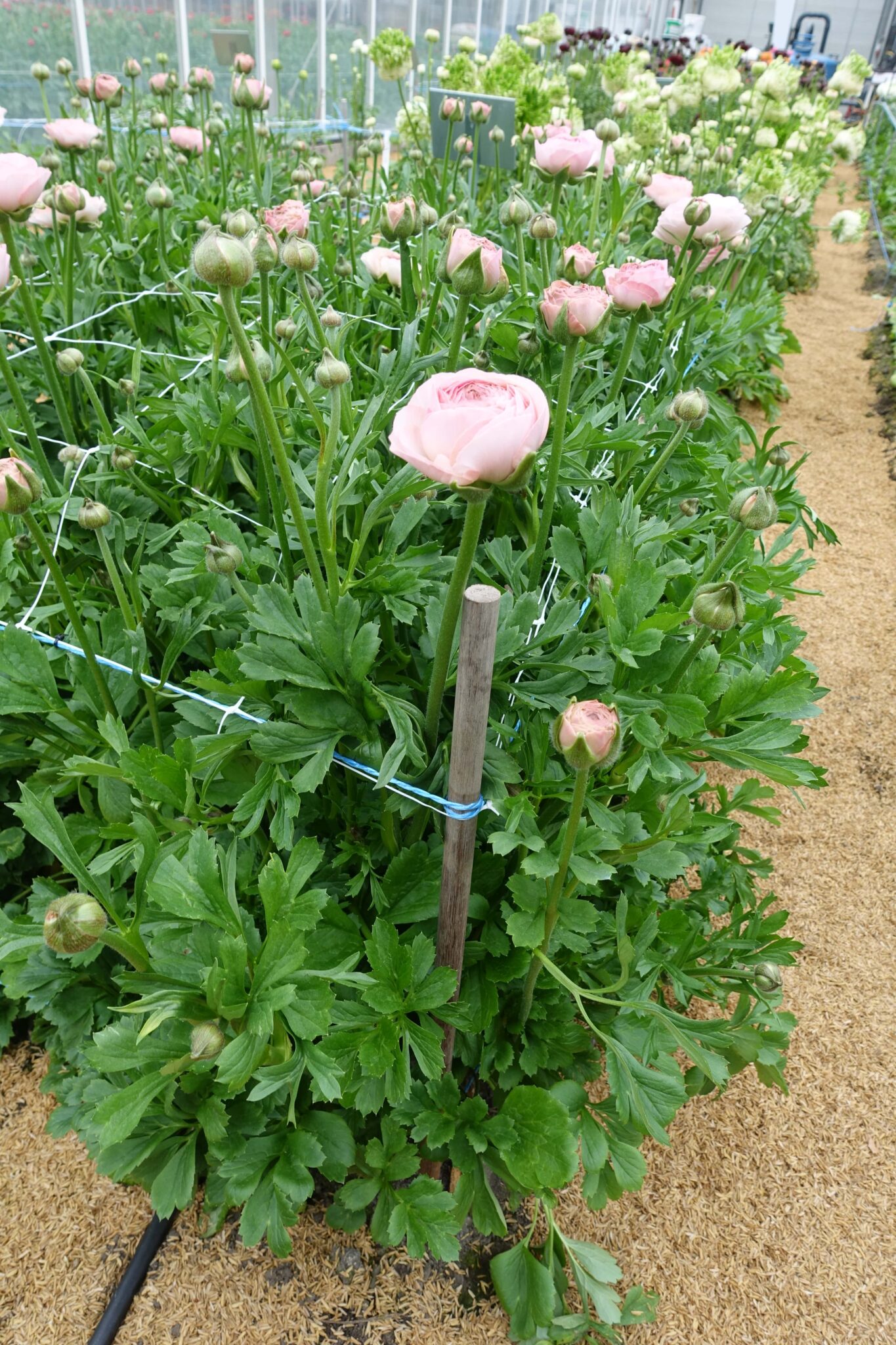 Ranunculus Romance™ Seine® - Green Works - Specialist in Ranunculus