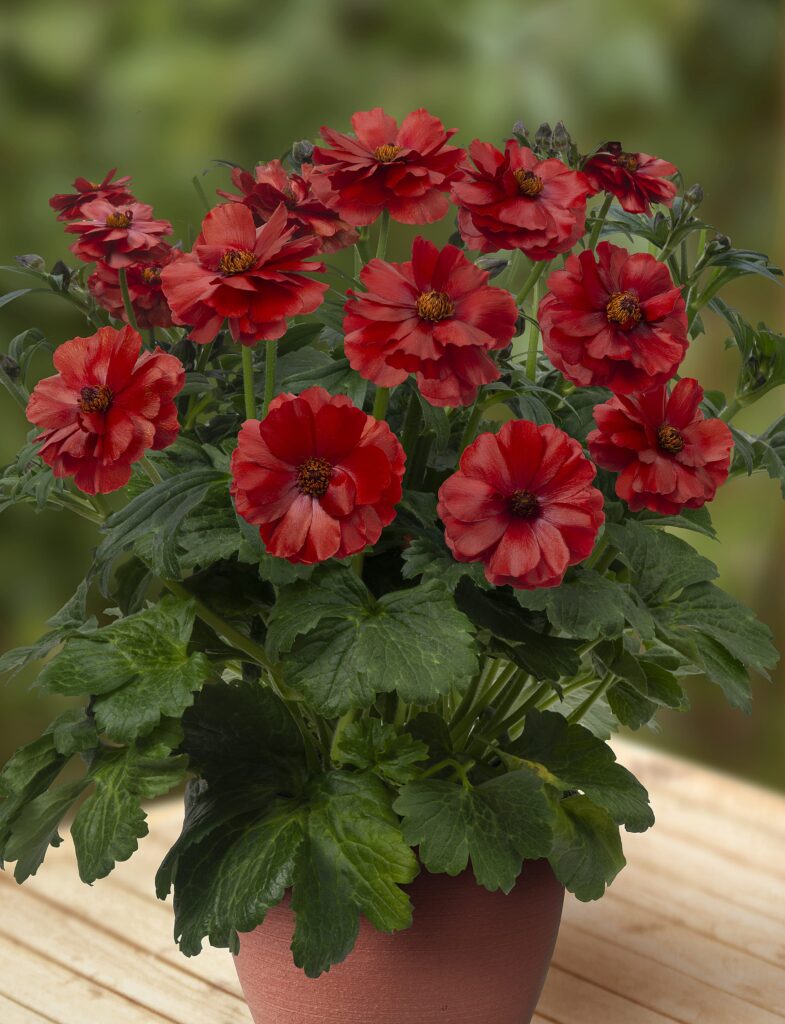 Ranunculus Butterfly™ (Potplant) - Green Works - Specialist in Ranunculus