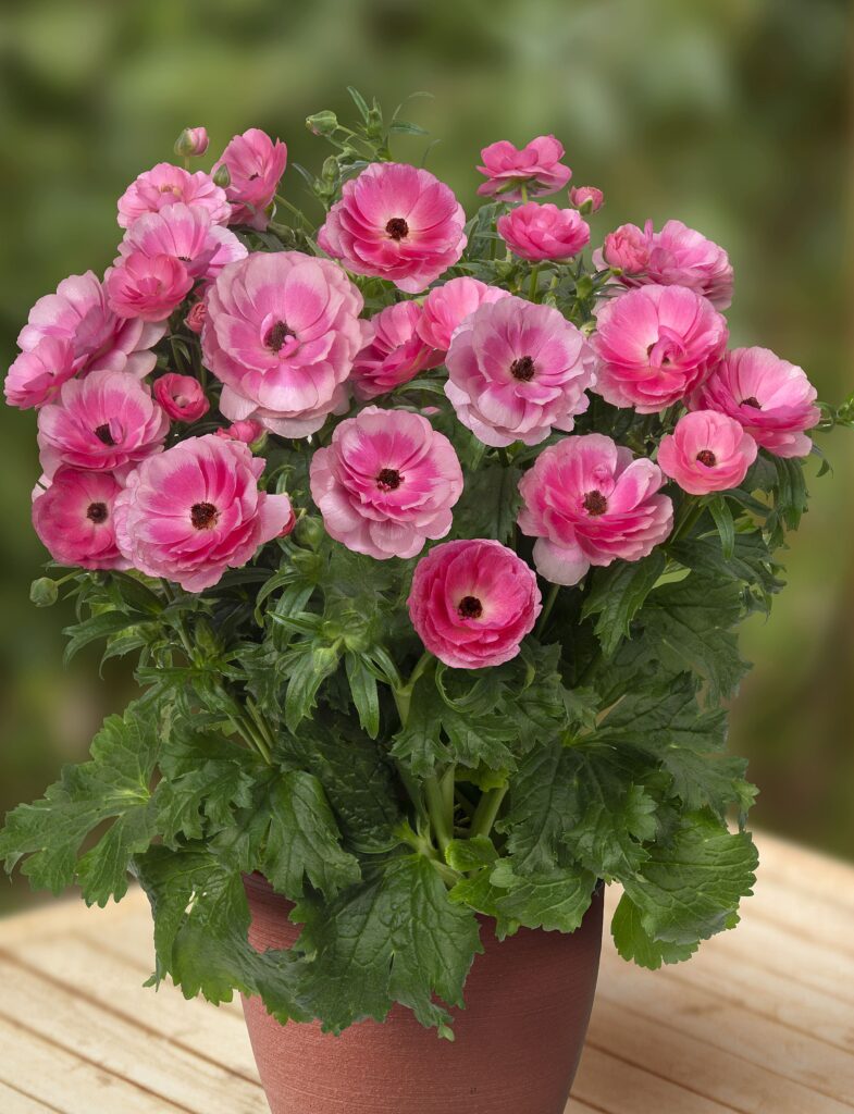 Ranunculus Butterfly™ - Green Works - Specialist in Ranunculus